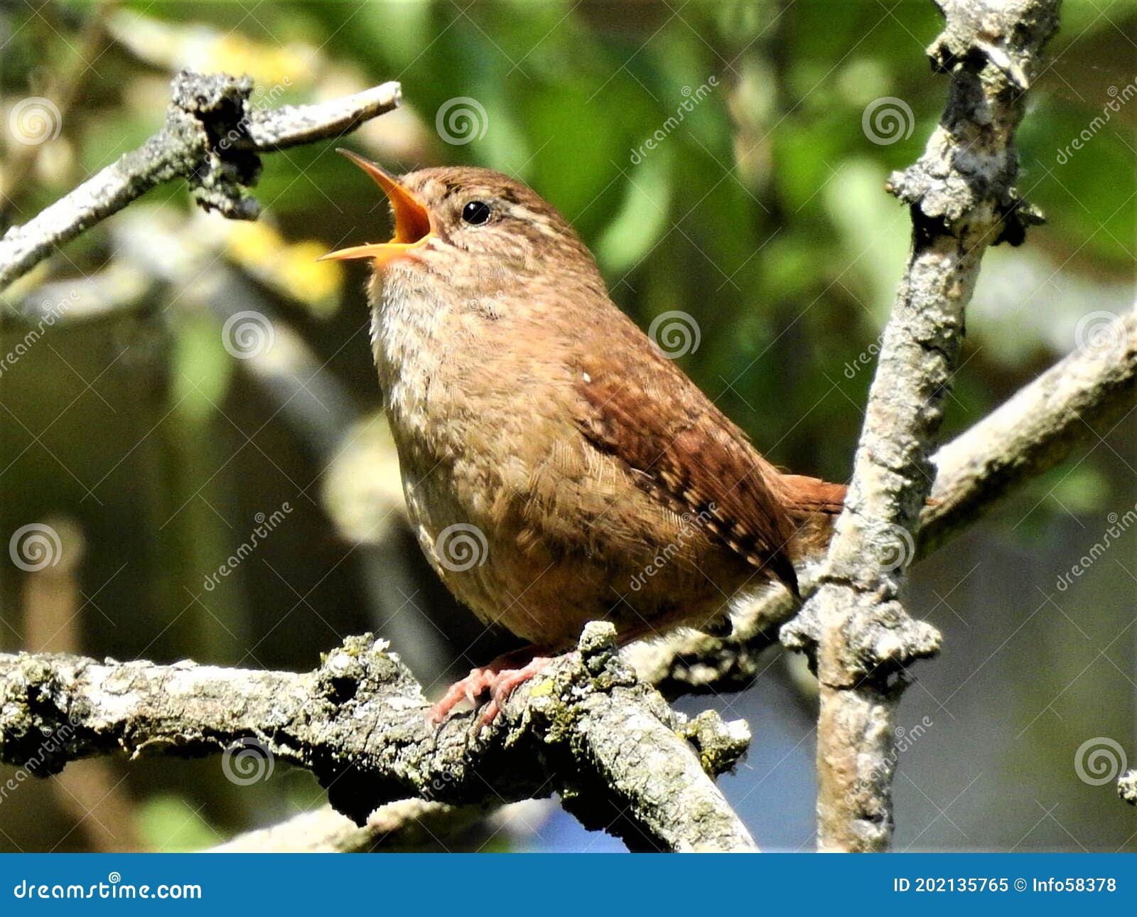 Singing Bird Sitting on a Branch Stock Image - Image of brown ...