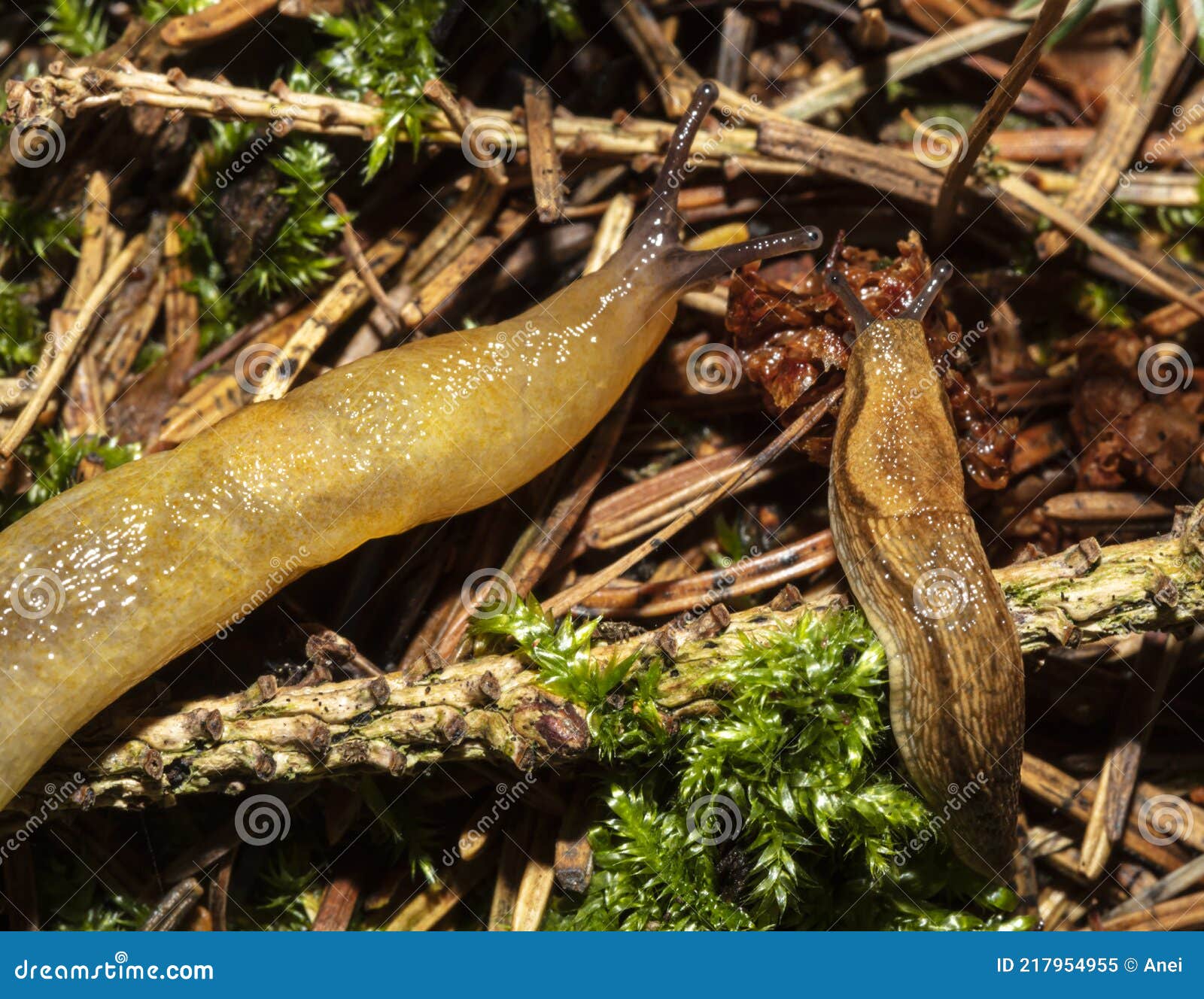 A Small Brown Slug on a Forest Floor Stock Image - Image of environment ...