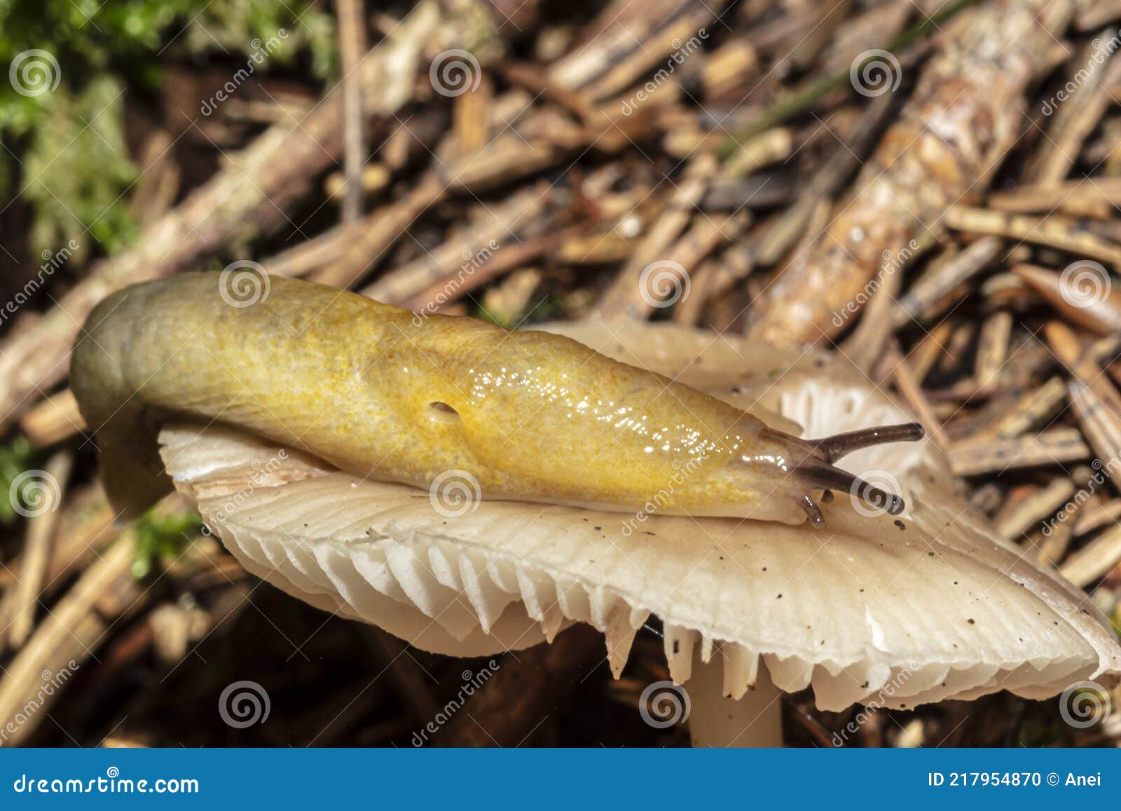 A Small Brown Slug on a Small Mushroom on a Forest Floor Stock Photo ...