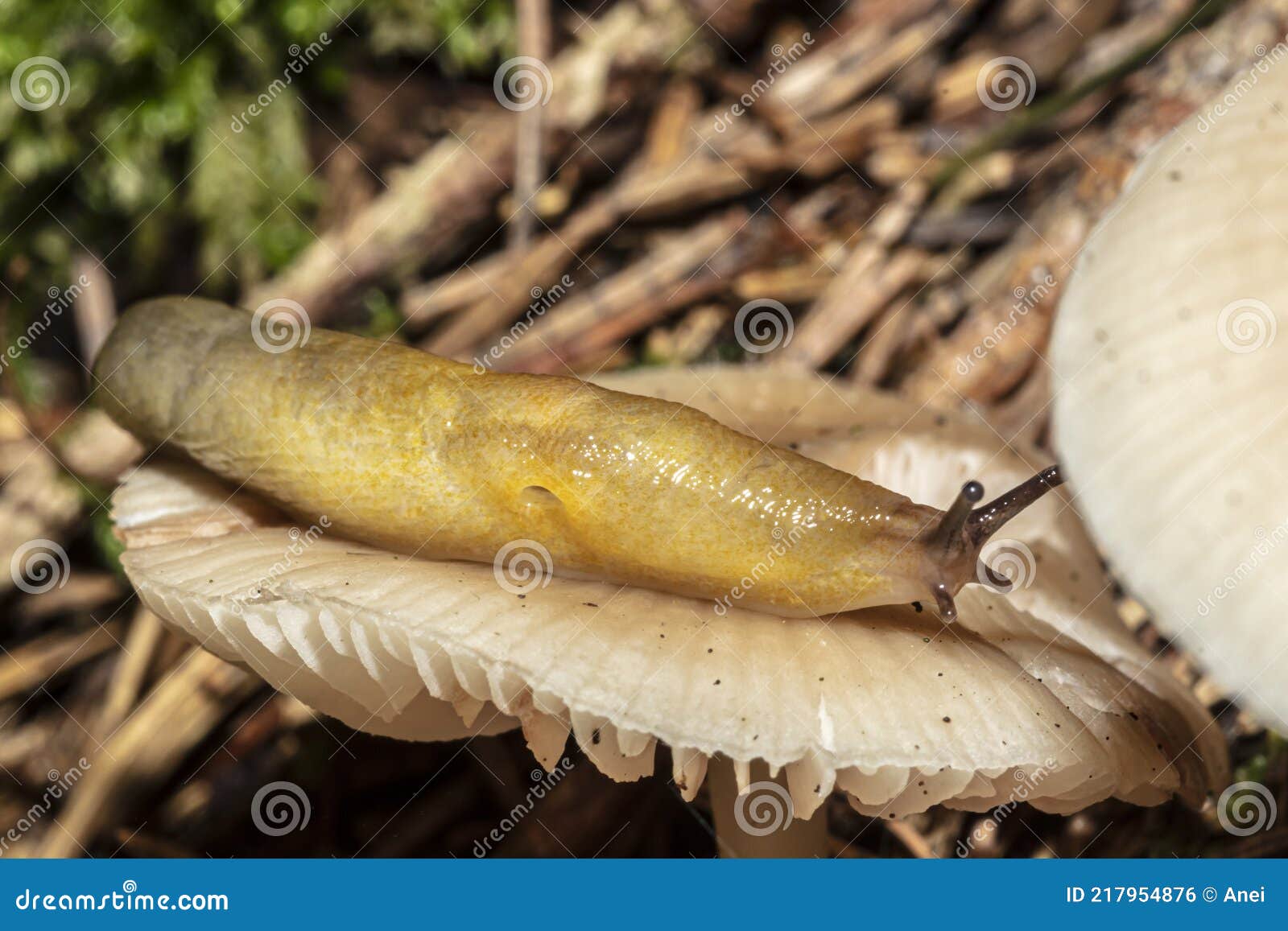 A Small Brown Slug on a Small Mushroom on a Forest Floor Stock Photo ...