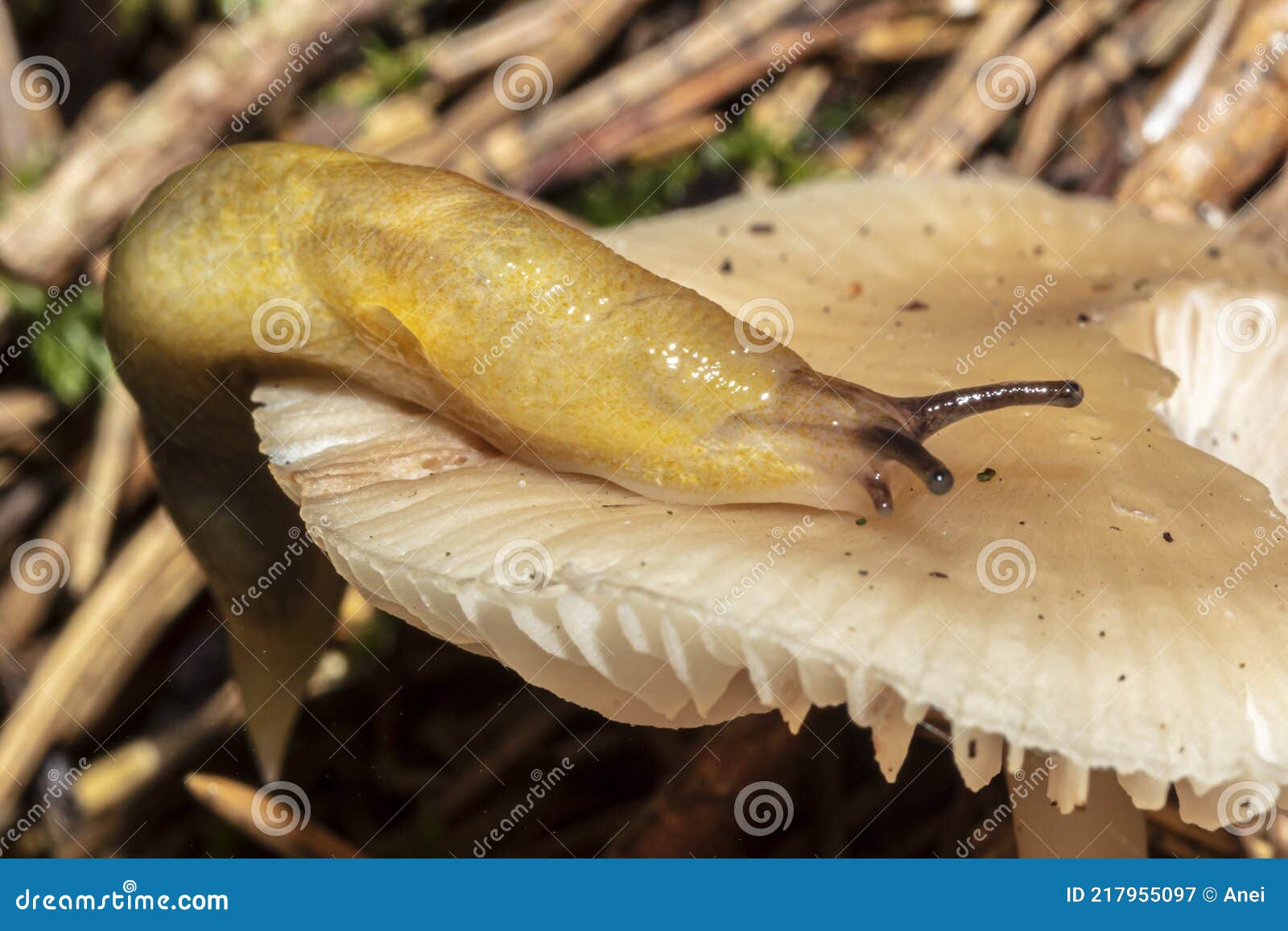 A Small Brown Slug on a Small Mushroom on a Forest Floor Stock Image ...