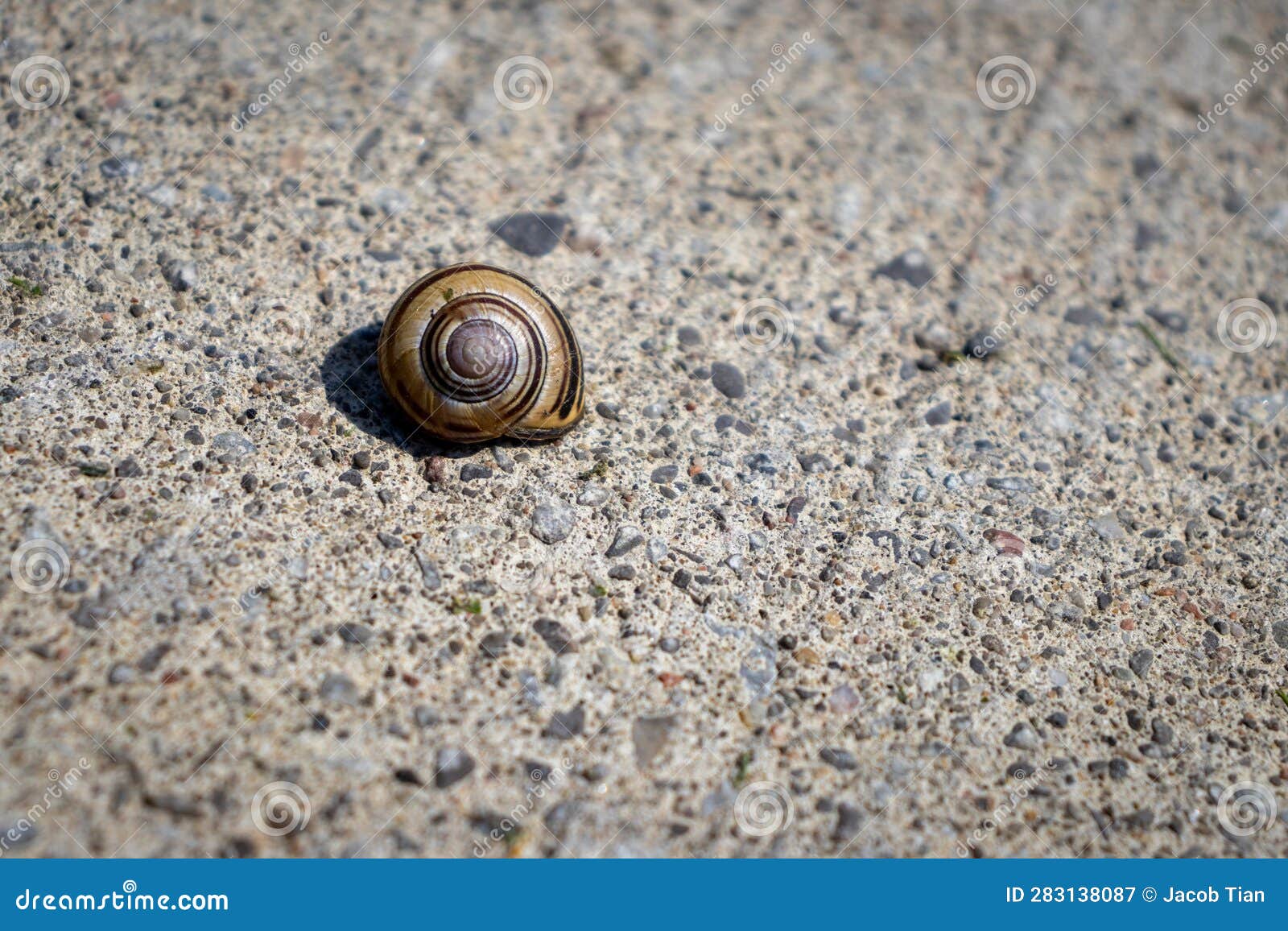 Small Brown Snail on Gray Concrete Surface - Spiral Shell and Pebbles ...