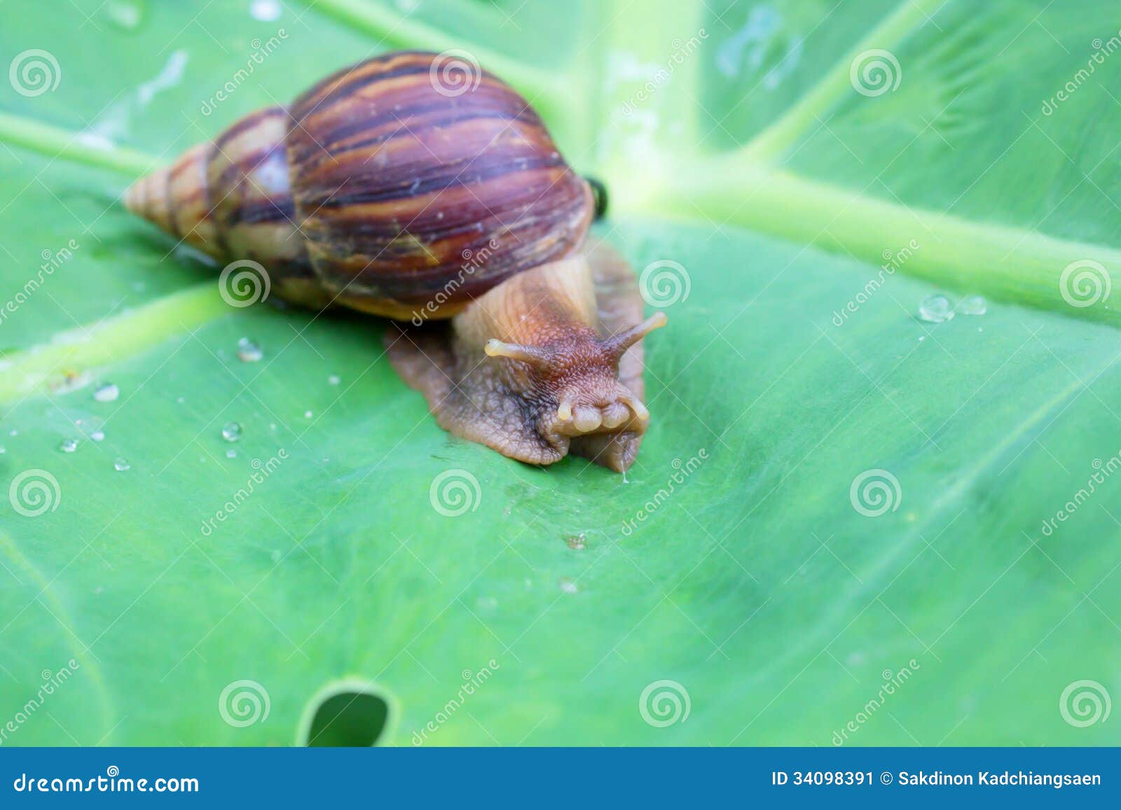 Small brown snail stock image. Image of animal, bonnie - 34098391