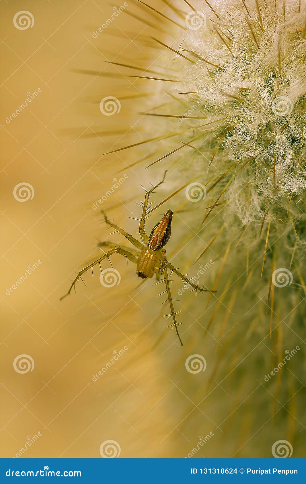 A Small Brown Spider on the Cactus. Stock Photo - Image of colorful ...