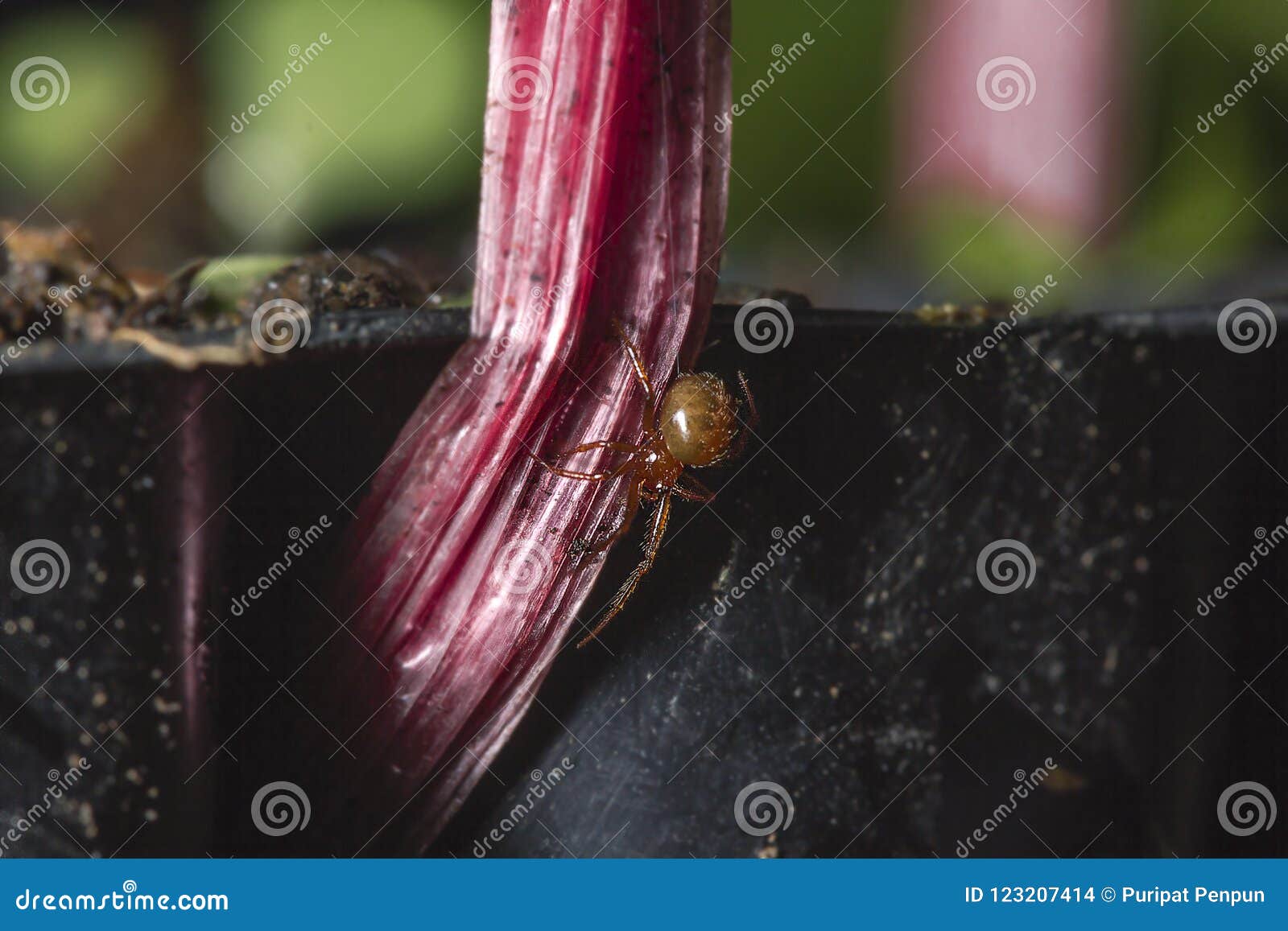 Brown Spider Climb on a Blue Rope. Stock Photo - Image of nature ...