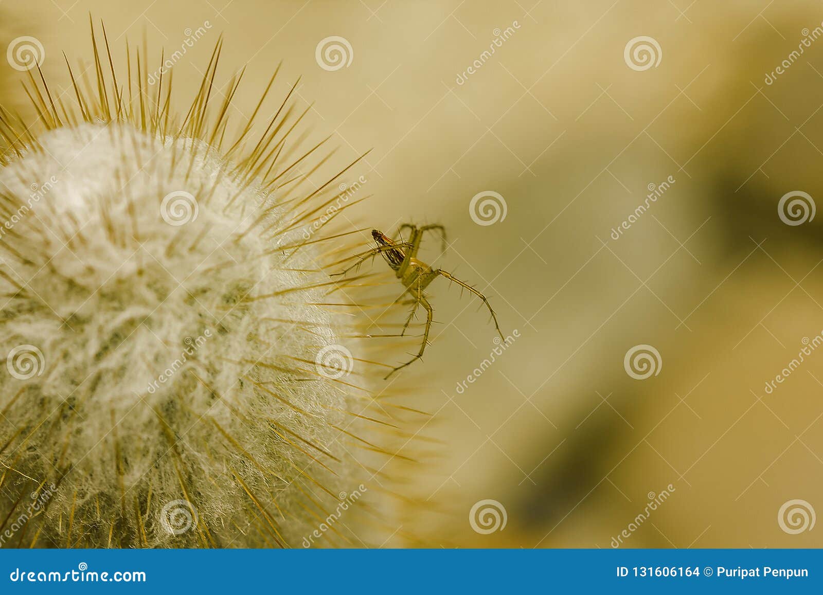 A Small Brown Spider on the Cactus. Stock Photo - Image of flora ...
