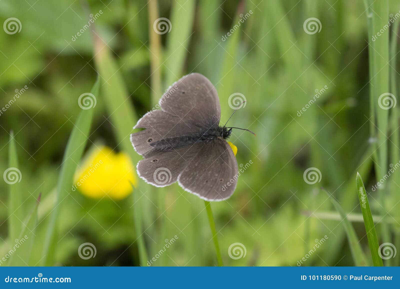 Small Brown Spotted Winged Butterfly on Stem Stock Photo - Image of ...