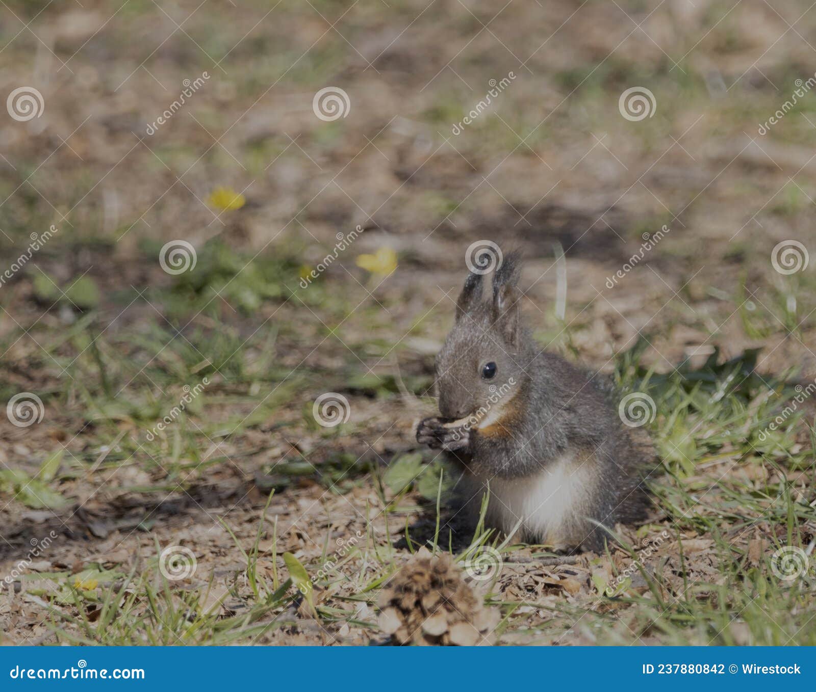 Small Brown Squirrel Eating Grass on a Field Stock Photo - Image of ...