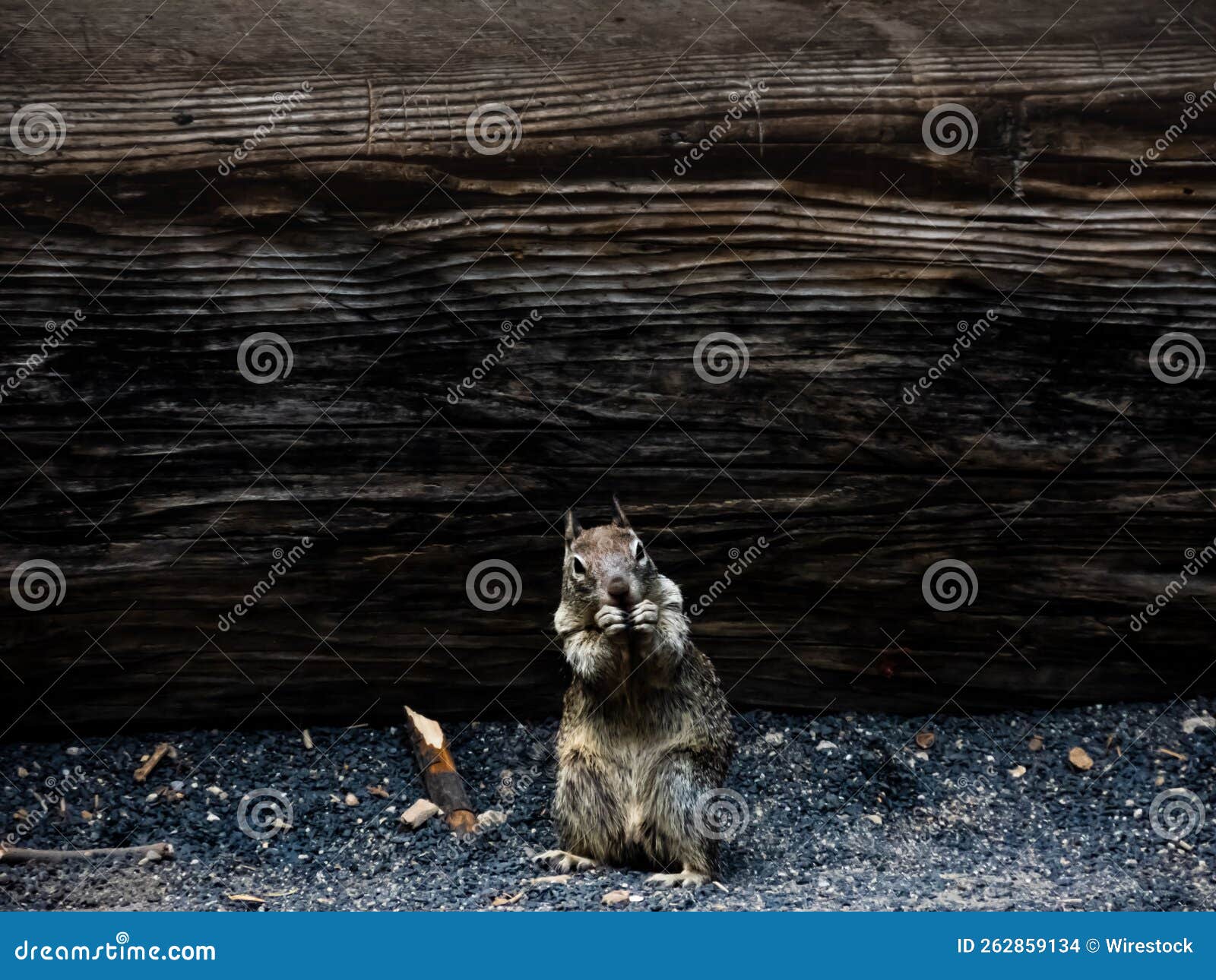 Small Brown Squirrel Feeling Lonely and Scared Stock Photo - Image of ...