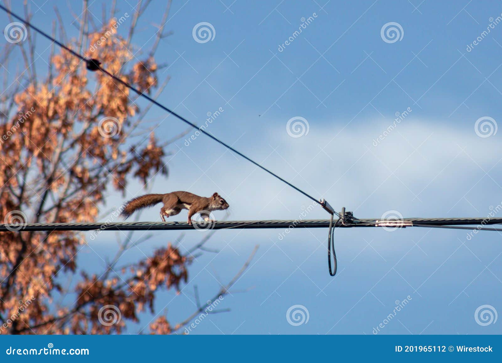 Small Brown Squirrel Walking on a Long Wire Outside Stock Photo - Image ...