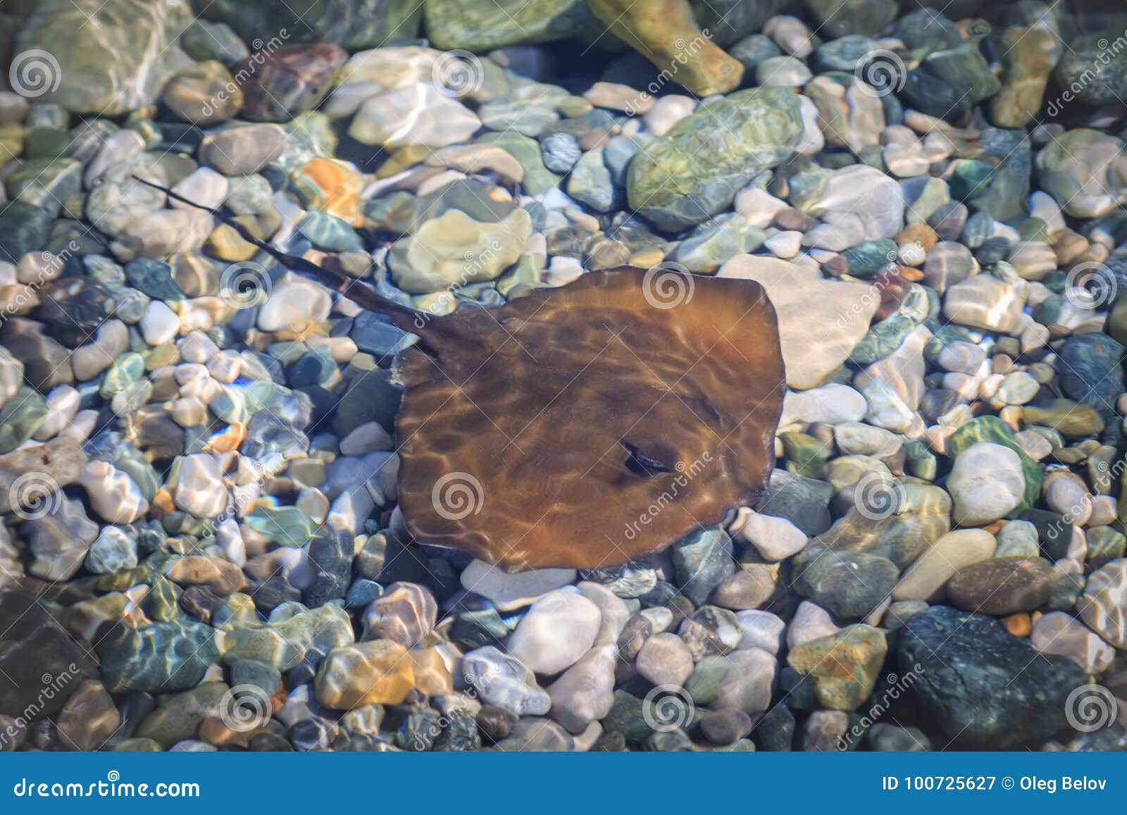 Small Brown Stingray Swims in Shallow Water Stock Image - Image of ...