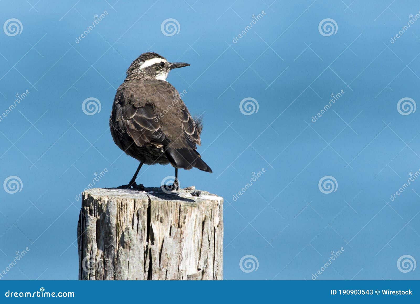 Small Brown Stout-billed Cinclodes Bird Standing on the Wood Stock ...