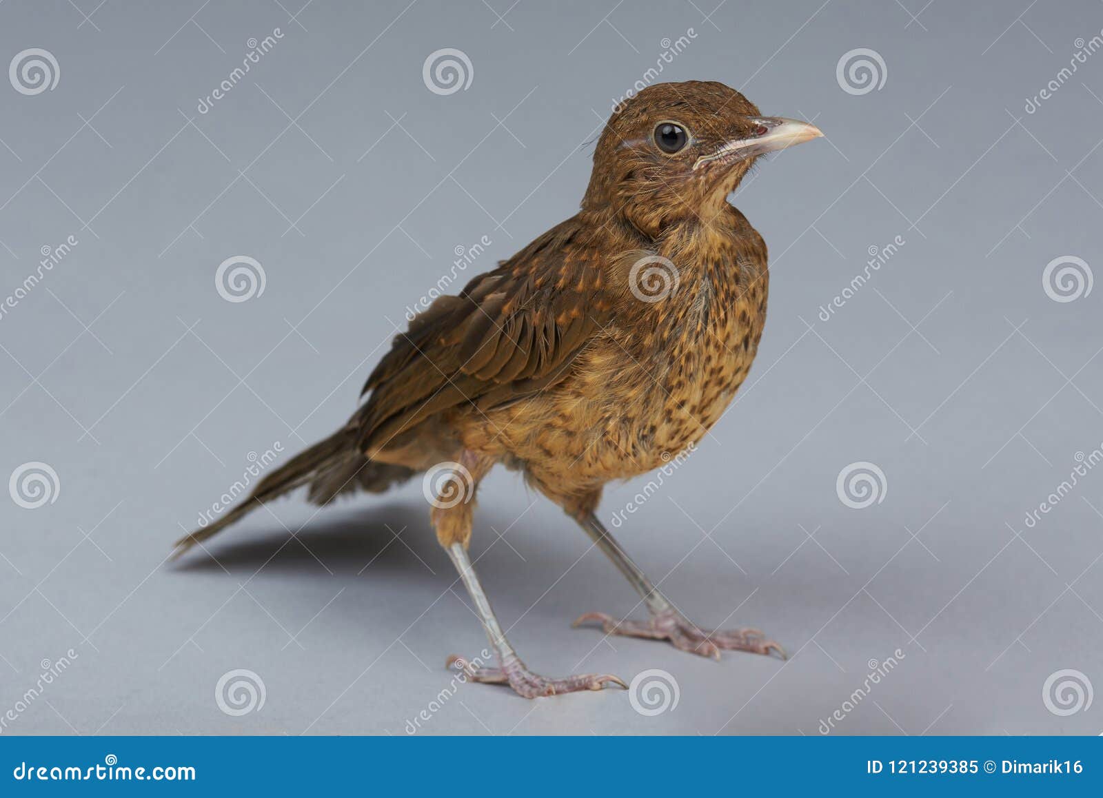 [15553] 25-OCT-19 Is this logo familiar to you? : r/TraceAnObject