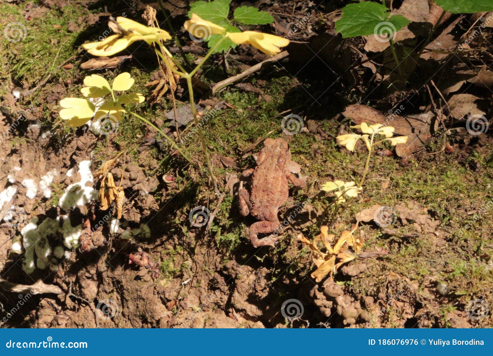 A Small Brown Toad Moves on the Ground and Moss in the Spring Forest ...
