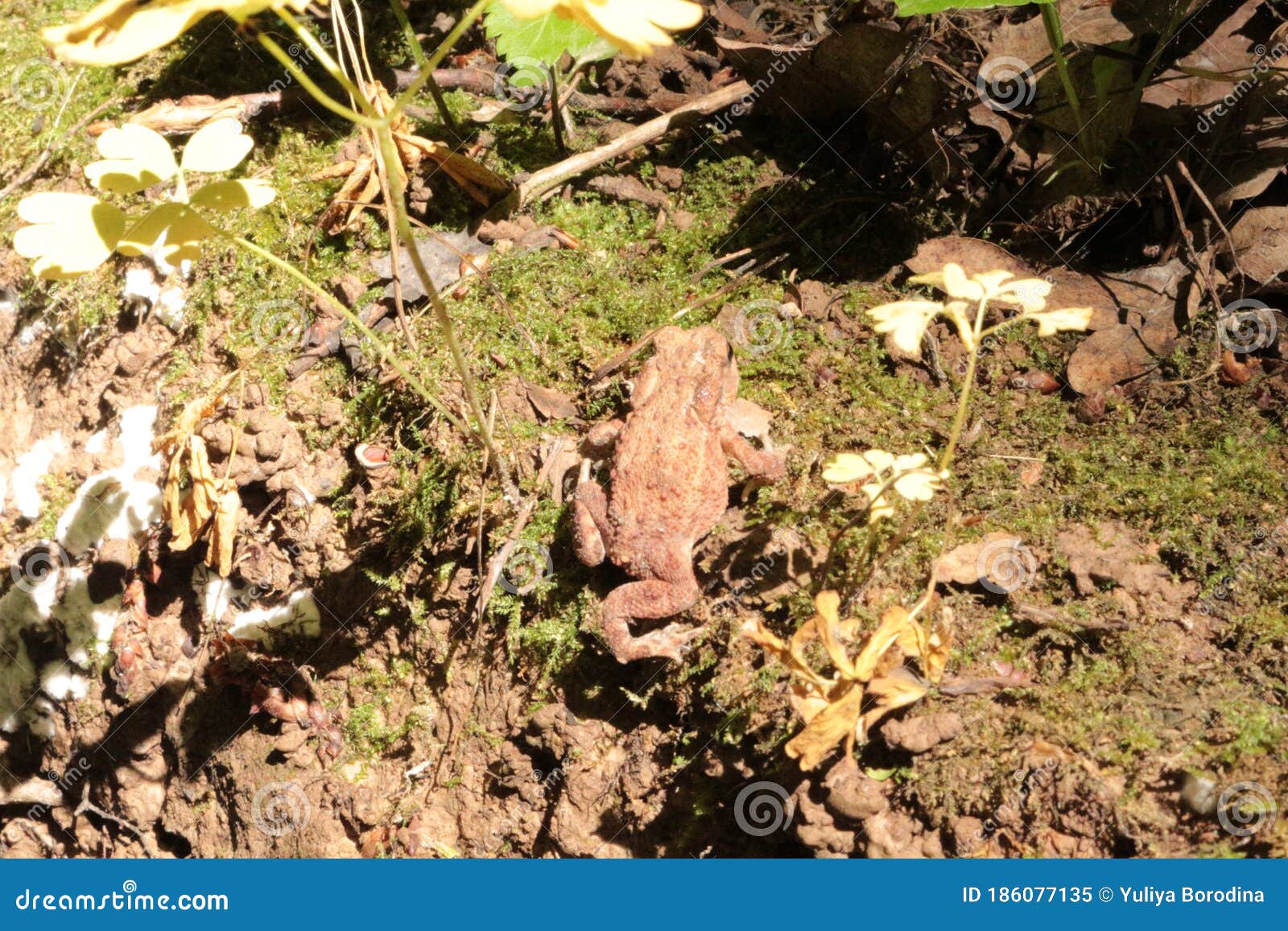 A Small Brown Toad Moves on the Ground and Moss in the Spring Forest ...