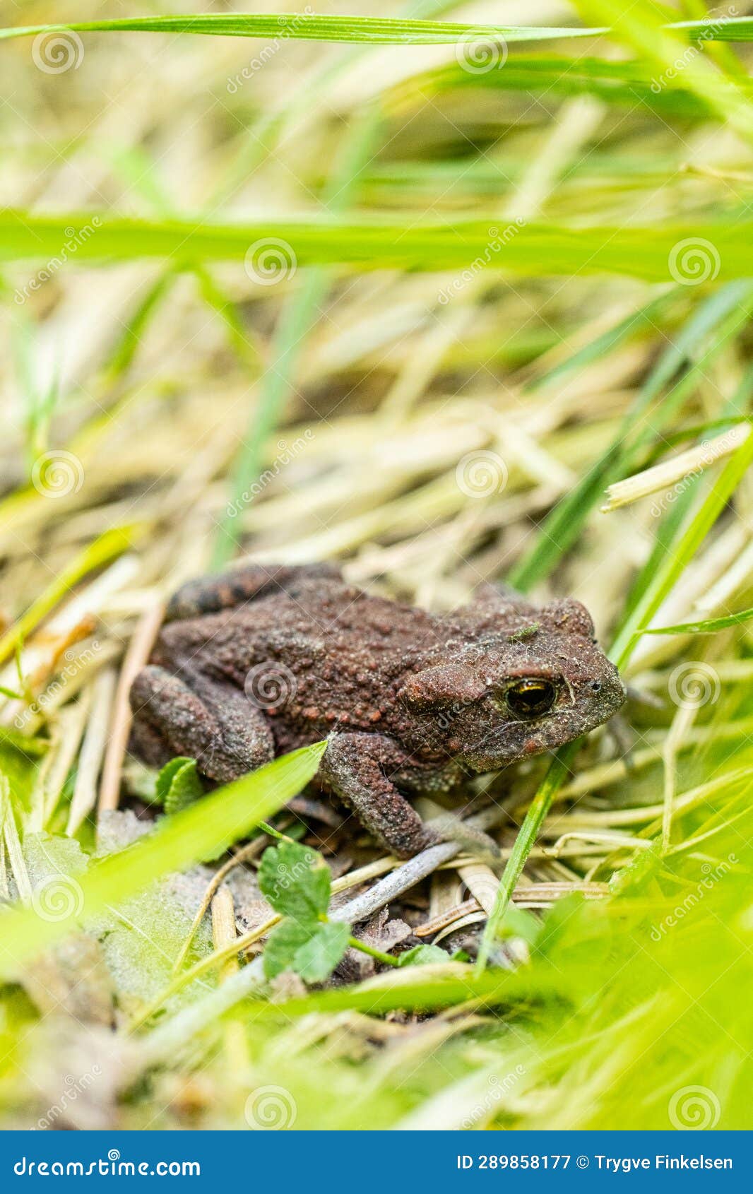 Small Brown Toad Resting in Grass.. Stock Image - Image of summer ...