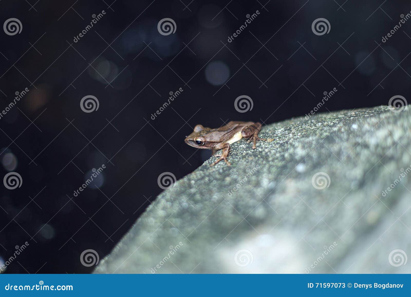 A Small Brown Toad Sitting on a Stone on the Water Background. Stock ...