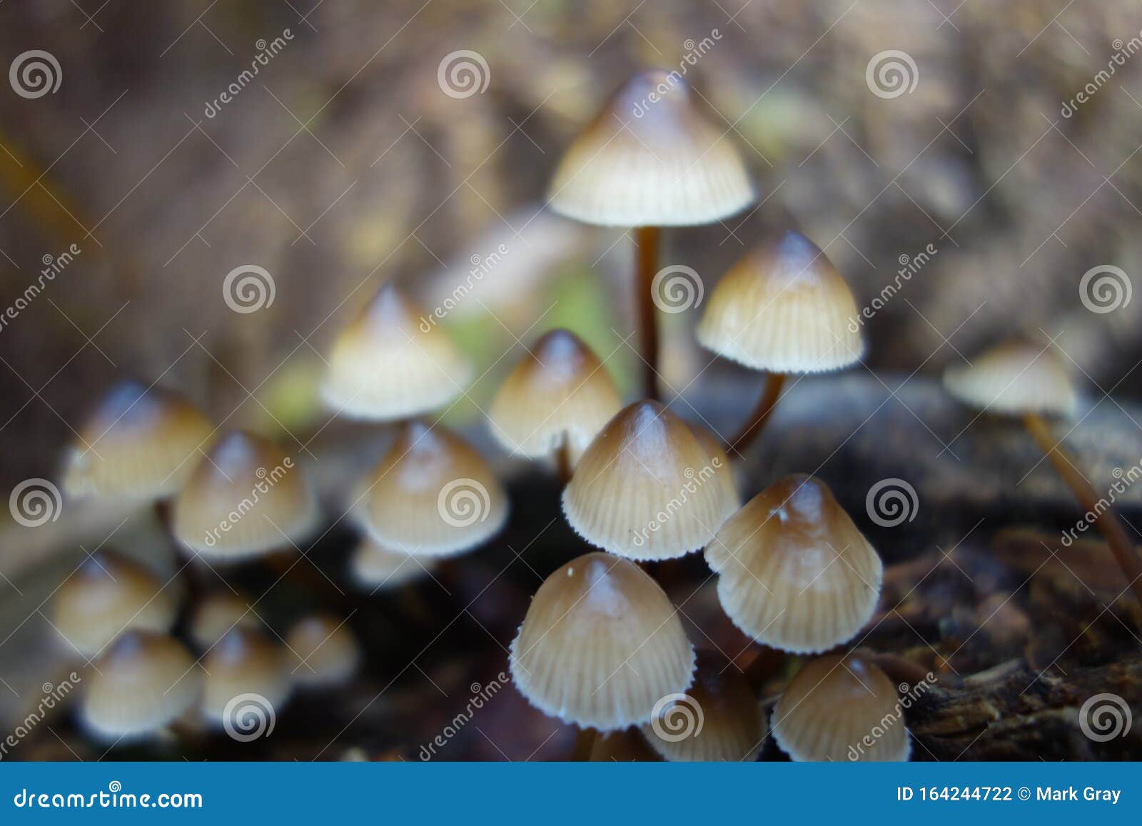 Small Brown Toadstools stock photo. Image of small, fall - 164244722