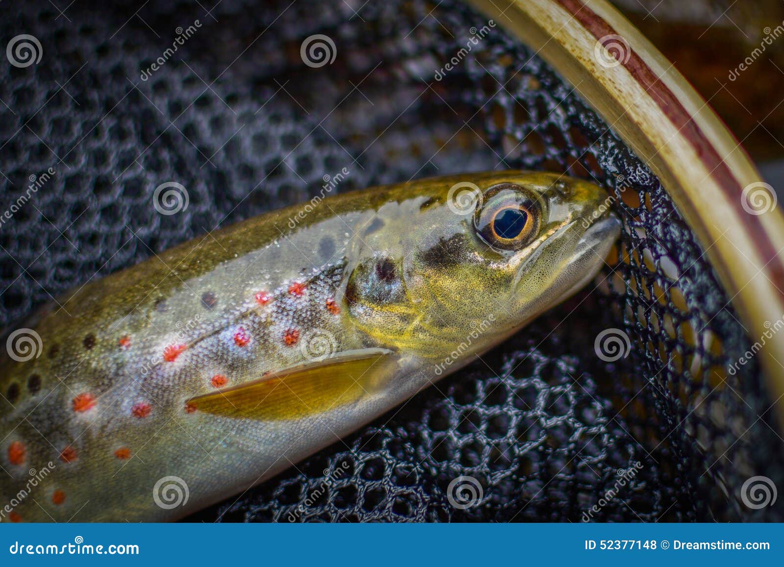 Small Brown Trout stock photo. Image of huon, brown, trout - 52377148