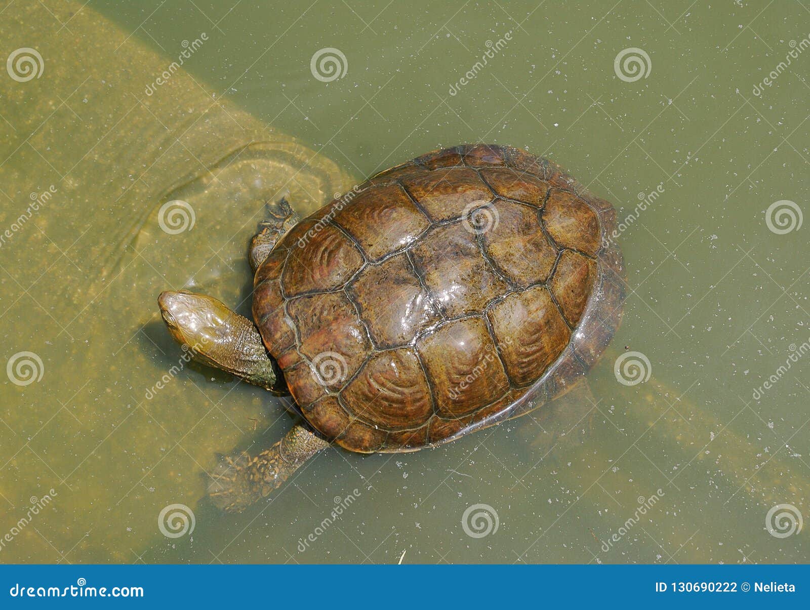 Small brown water tortoise stock photo. Image of madrid - 130690222