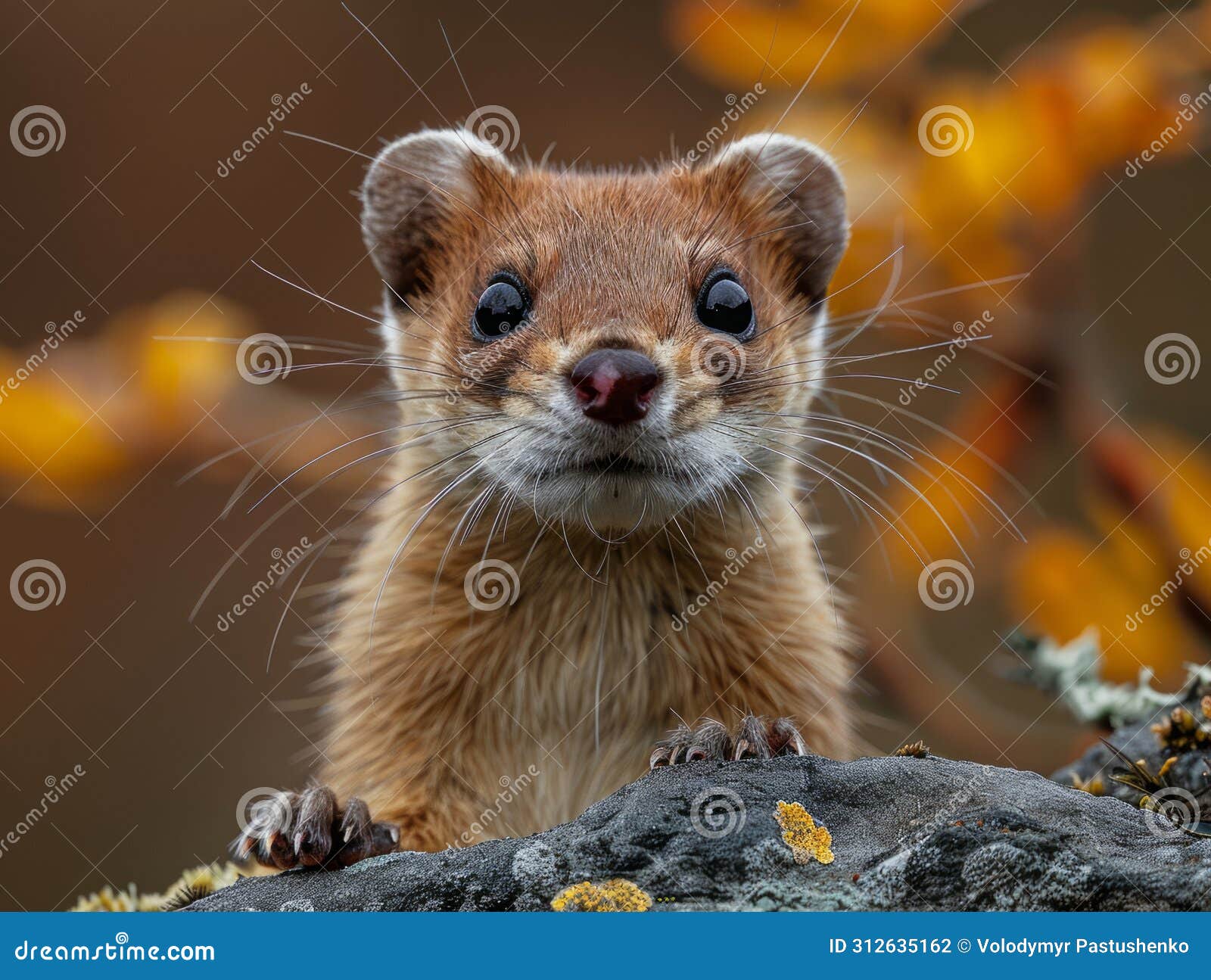 A Small Brown Weasel Looking at the Camera Stock Photo - Image of ...