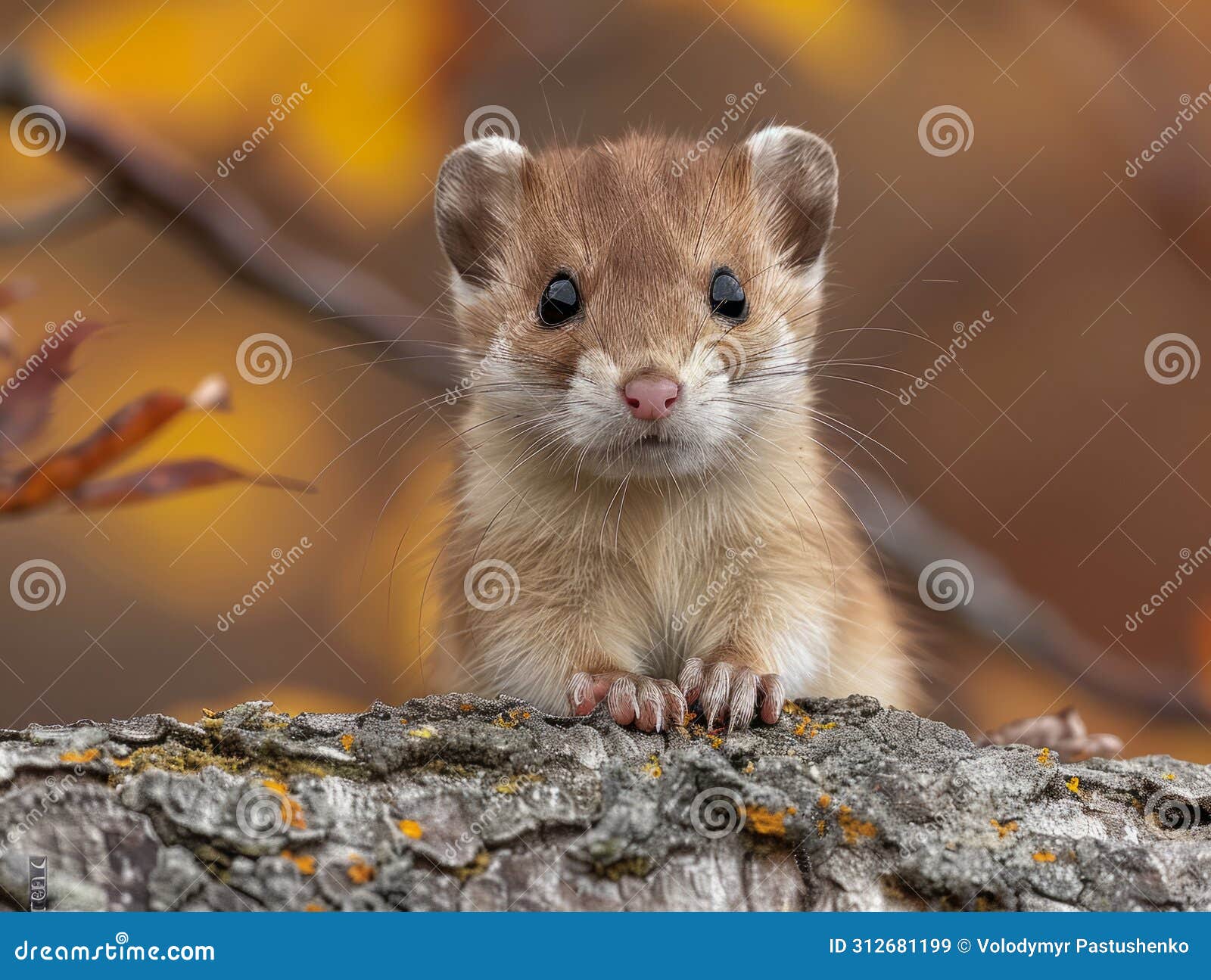 A Small Brown Weasel is Sitting on a Tree Branch Stock Image - Image of ...