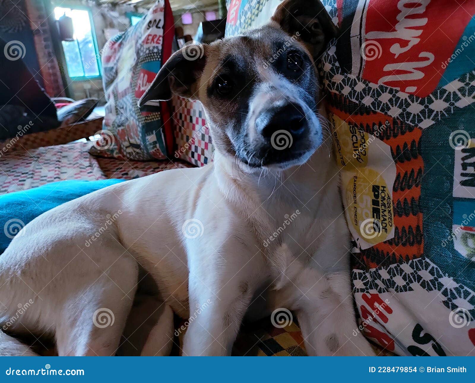 Small Happy Dog stock photo. Image of lovable, curious - 228479854