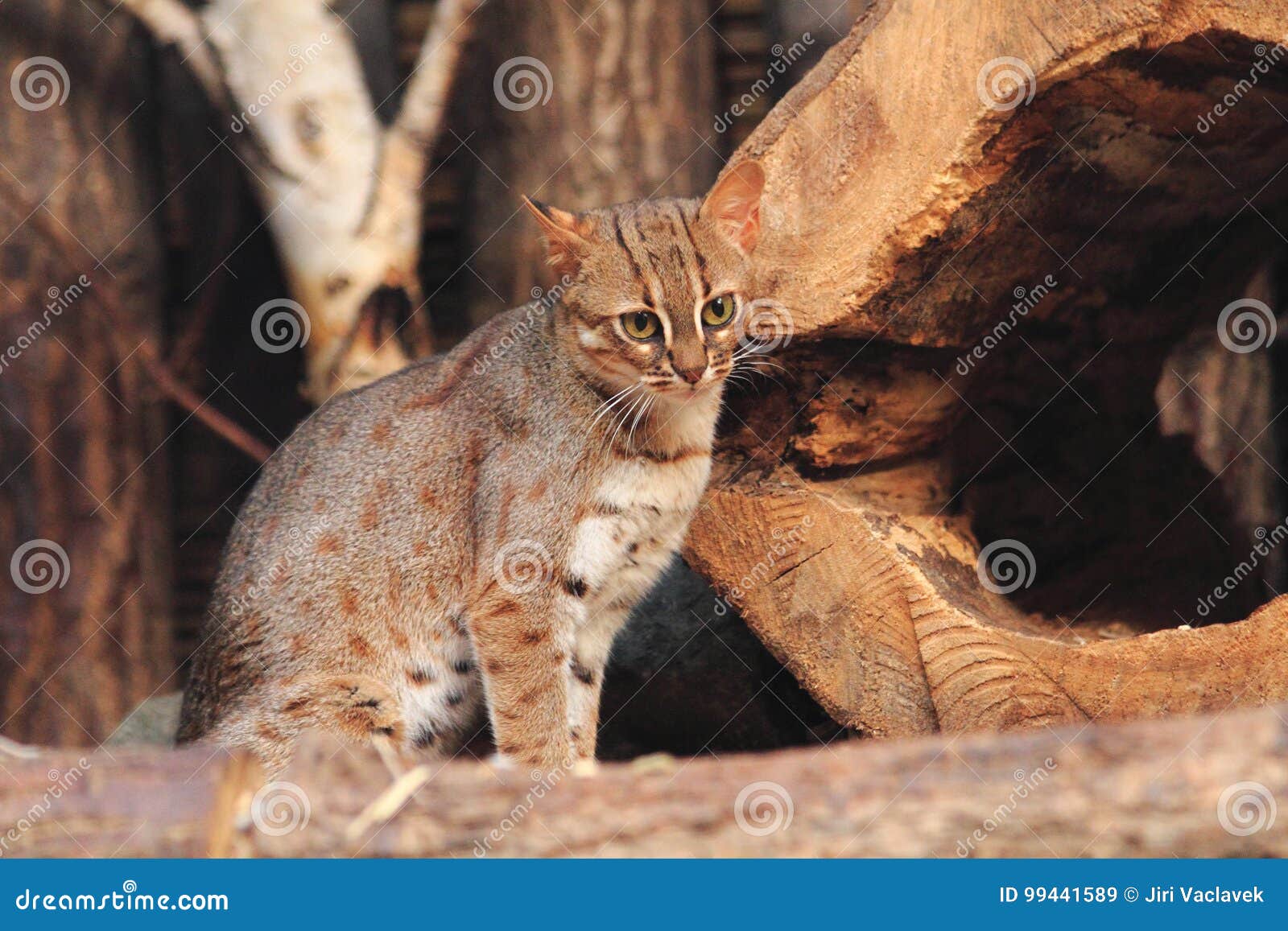 Small wild cat stock image. Image of face, fauna, wild - 99441589