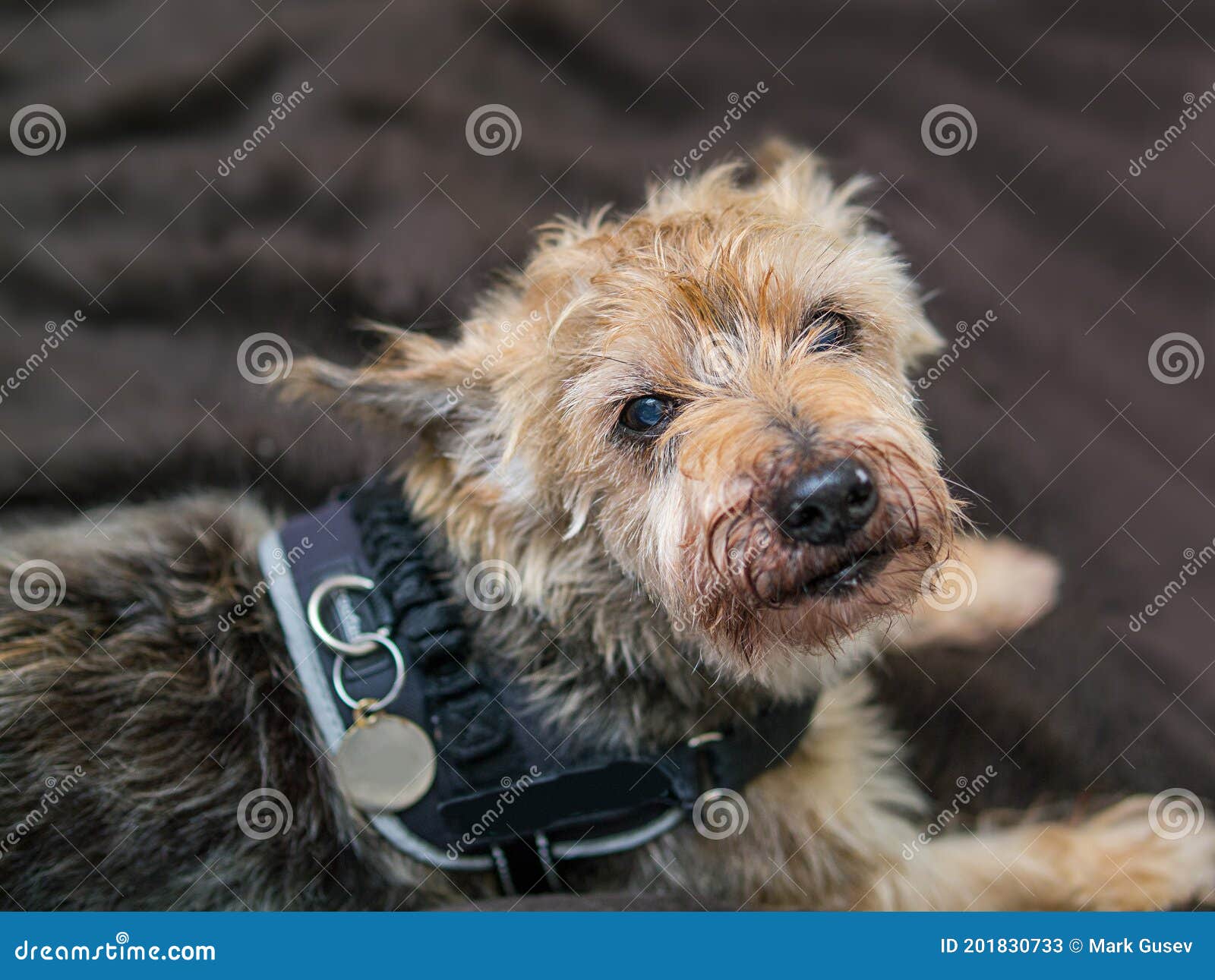 Small Brown Yorkshire Terrier on a Brown Cloth Looking at the Camera ...
