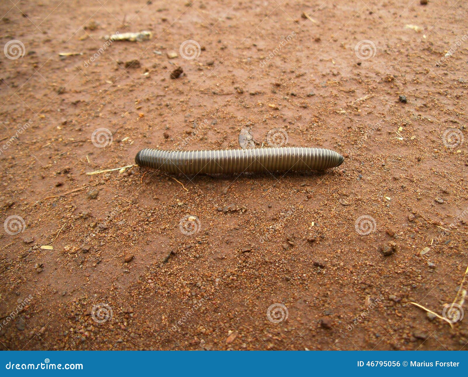Small Brownish Millipede in Swaziland Stock Photo - Image of myriapoda ...