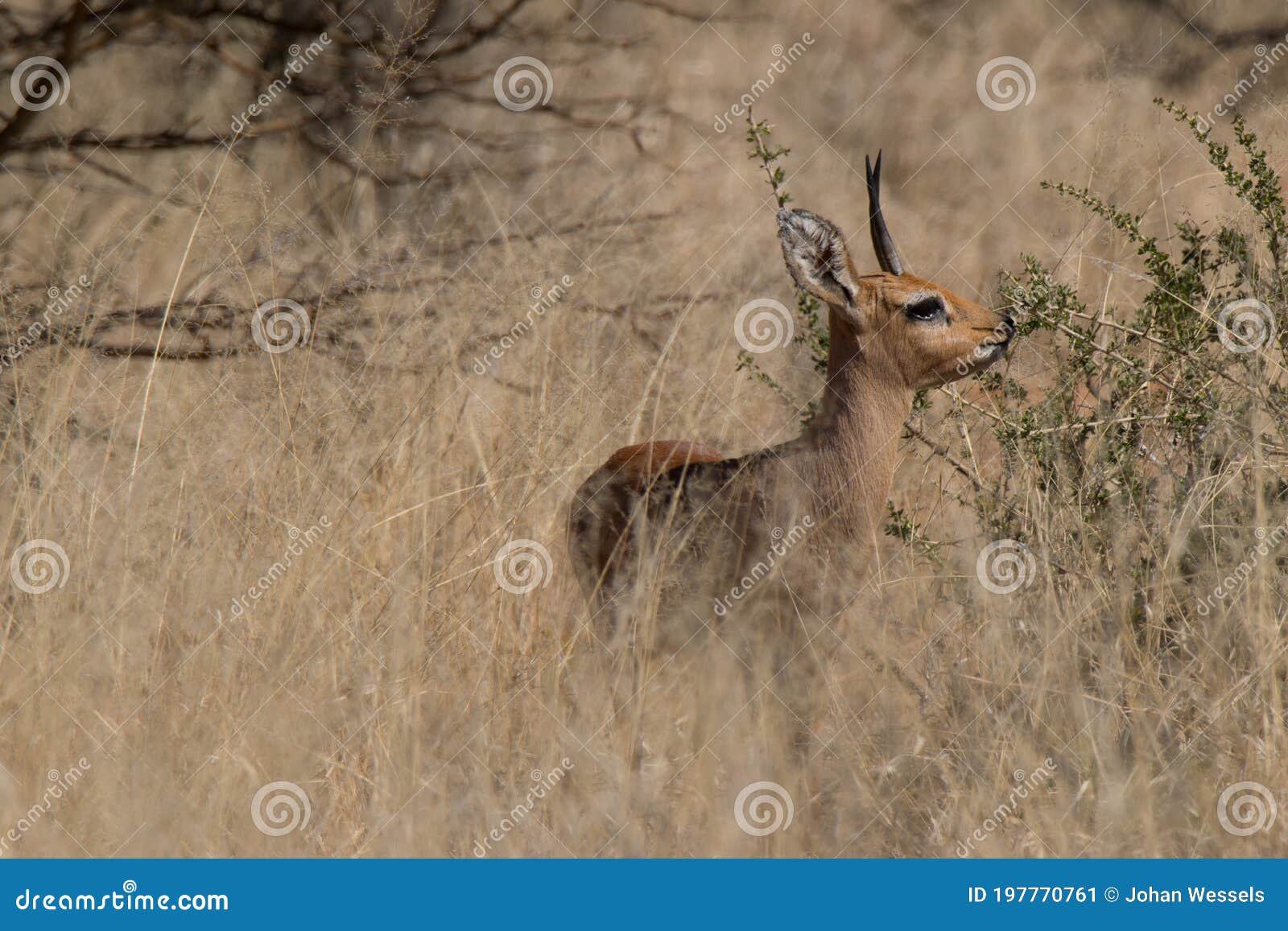 Small buck behind grass stock image. Image of safari - 197770761