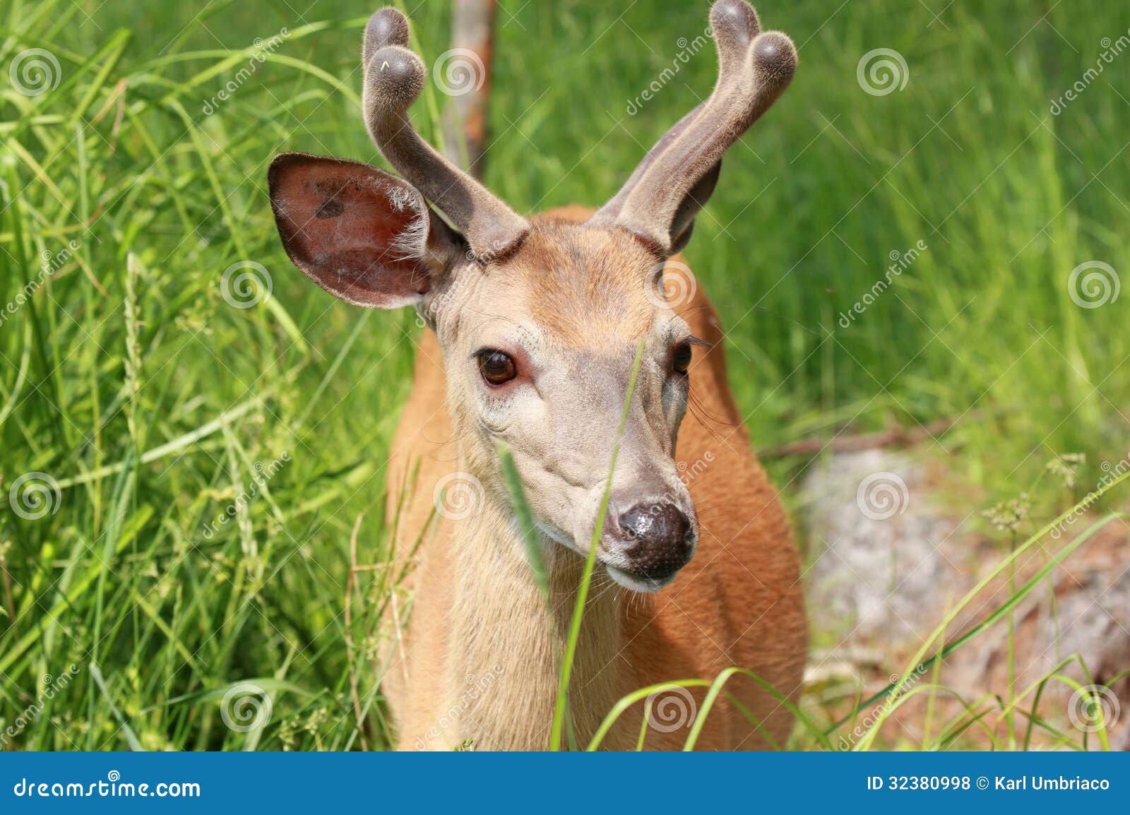 Small buck in grass stock photo. Image of deer, animal - 32380998