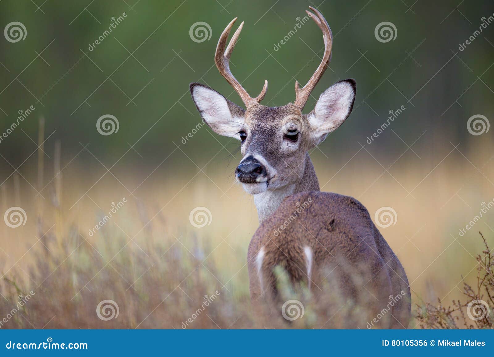 Small Buck Looking Behind Him Stock Photo - Image of front, activity ...