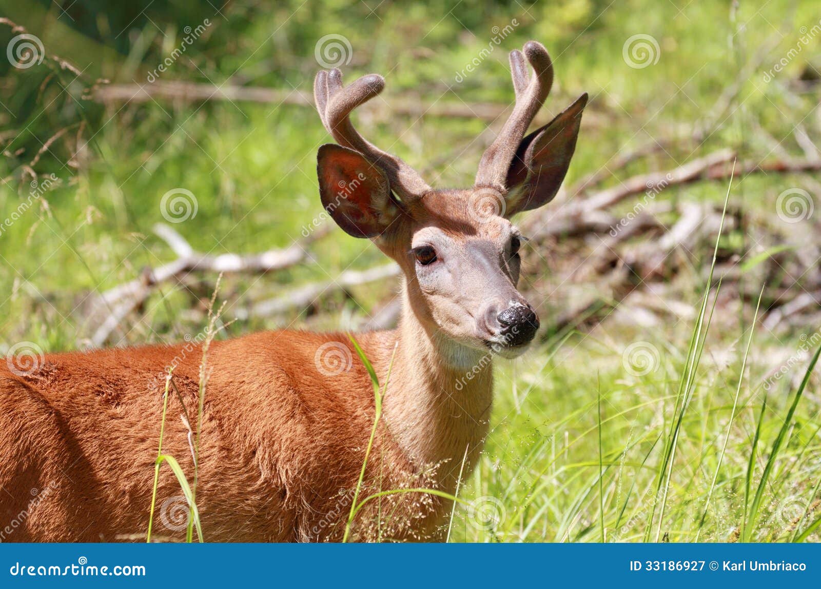 Small buck stock image. Image of grass, mammal, wildlife - 33186927