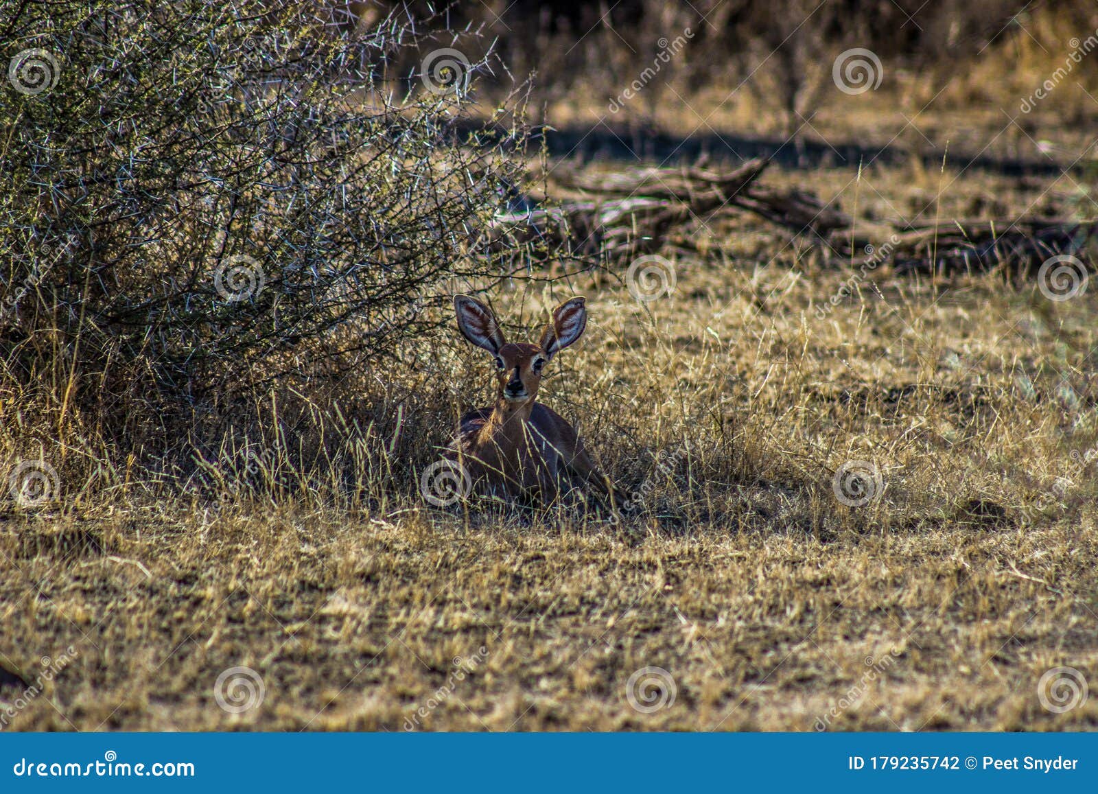 Small Buck Under a Thorn Bush Stock Photo - Image of grassland, wetland ...