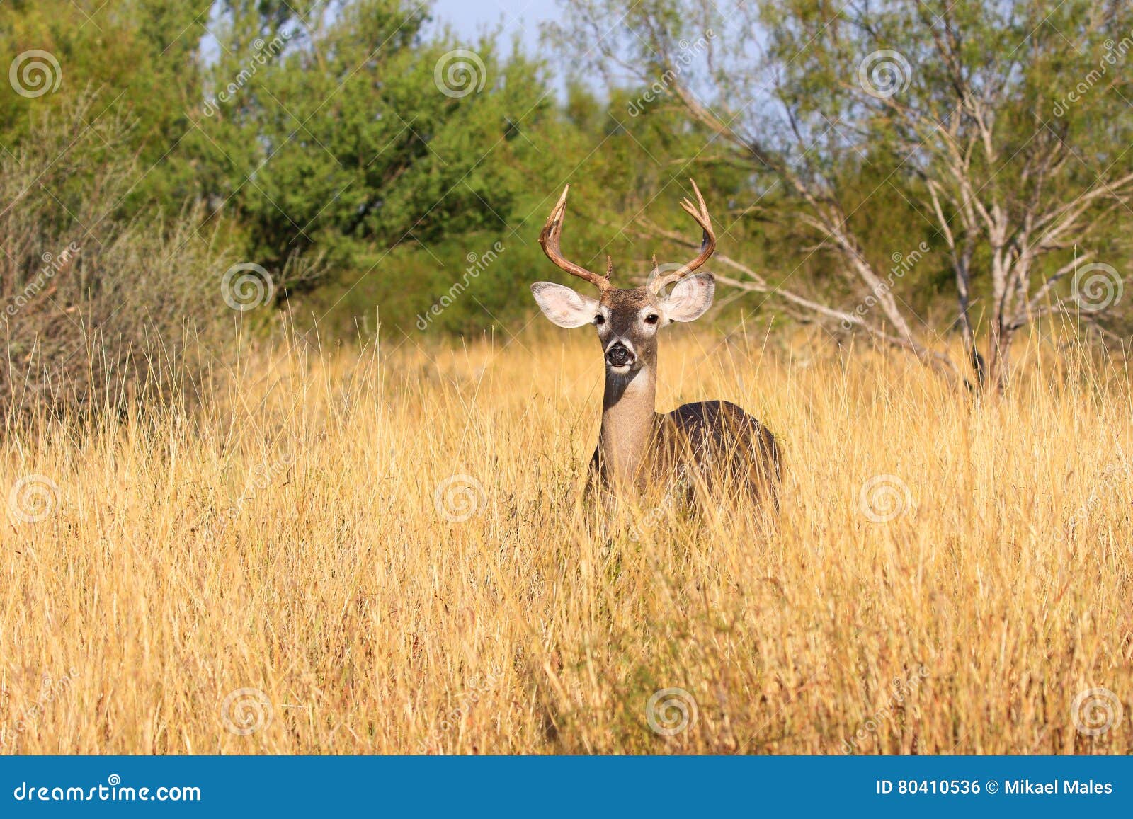 Small Buck in Yellow Prairie Grass Stock Photo - Image of crockett ...