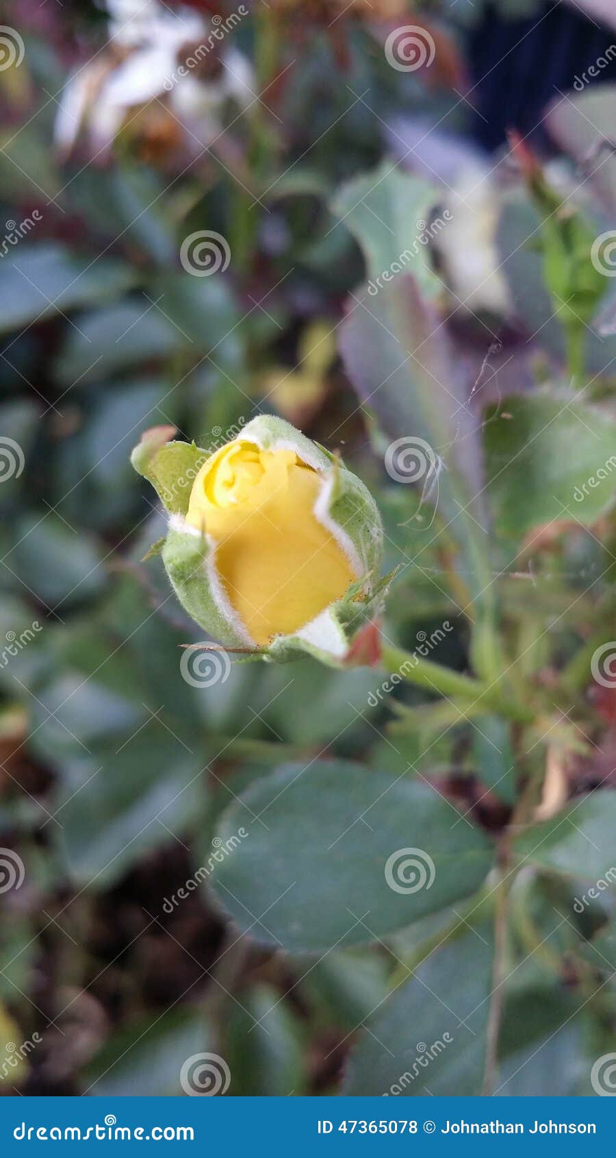 Small bud stock photo. Image of garden, budding, nature - 47365078