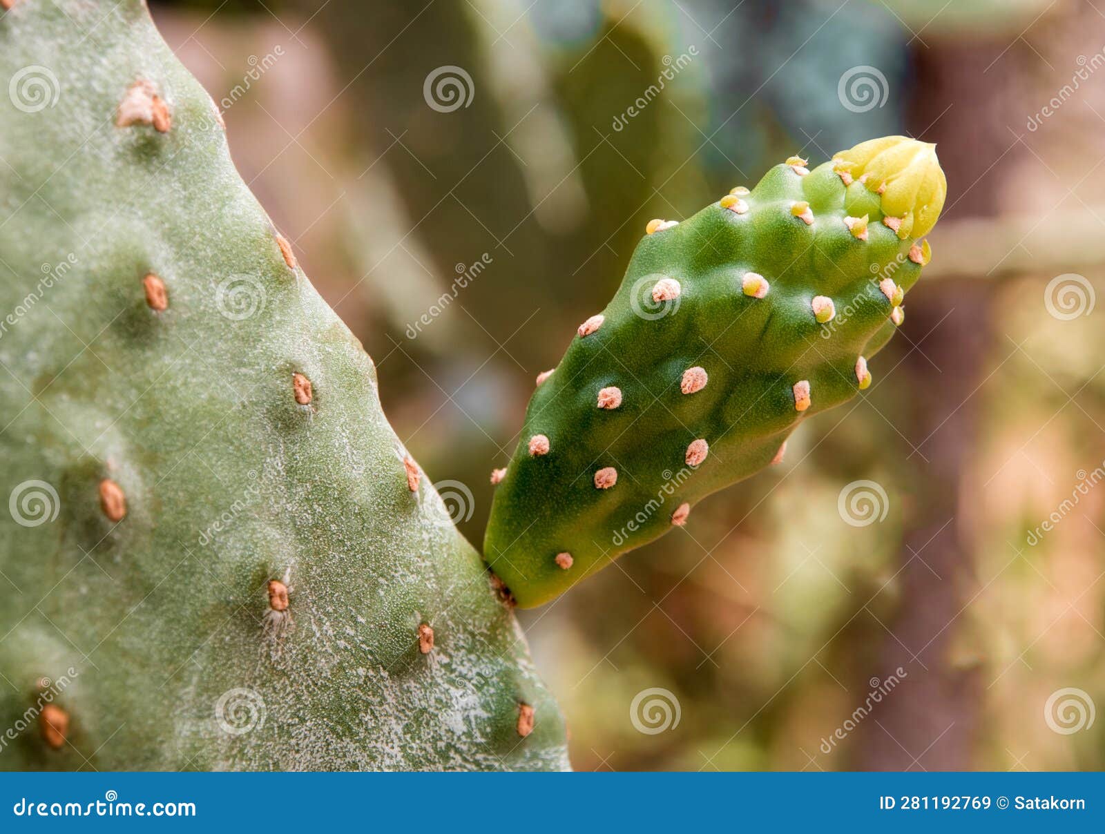 A Bud of Cactus Growing from a Big Cactus Stump Stock Image - Image of ...