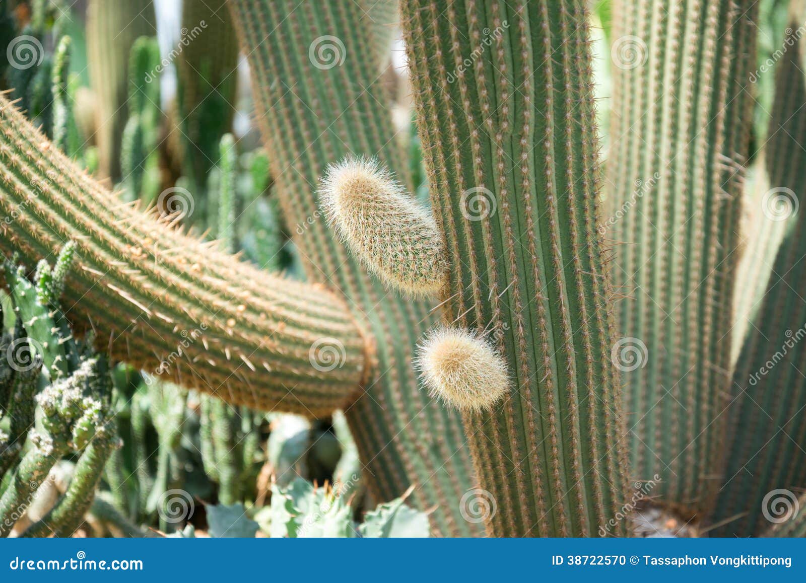 Small bud on cactus trees stock photo. Image of nature - 38722570