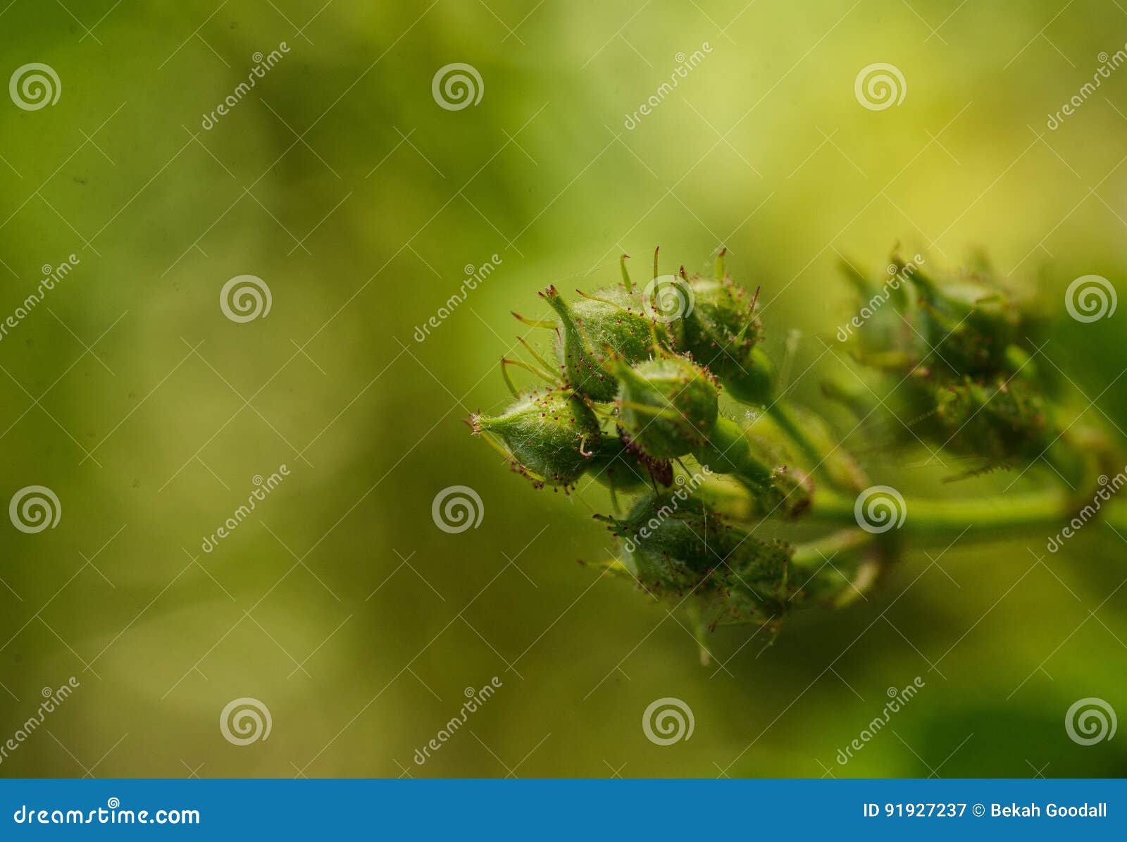 Small budding flower stock image. Image of budding, floral - 91927237