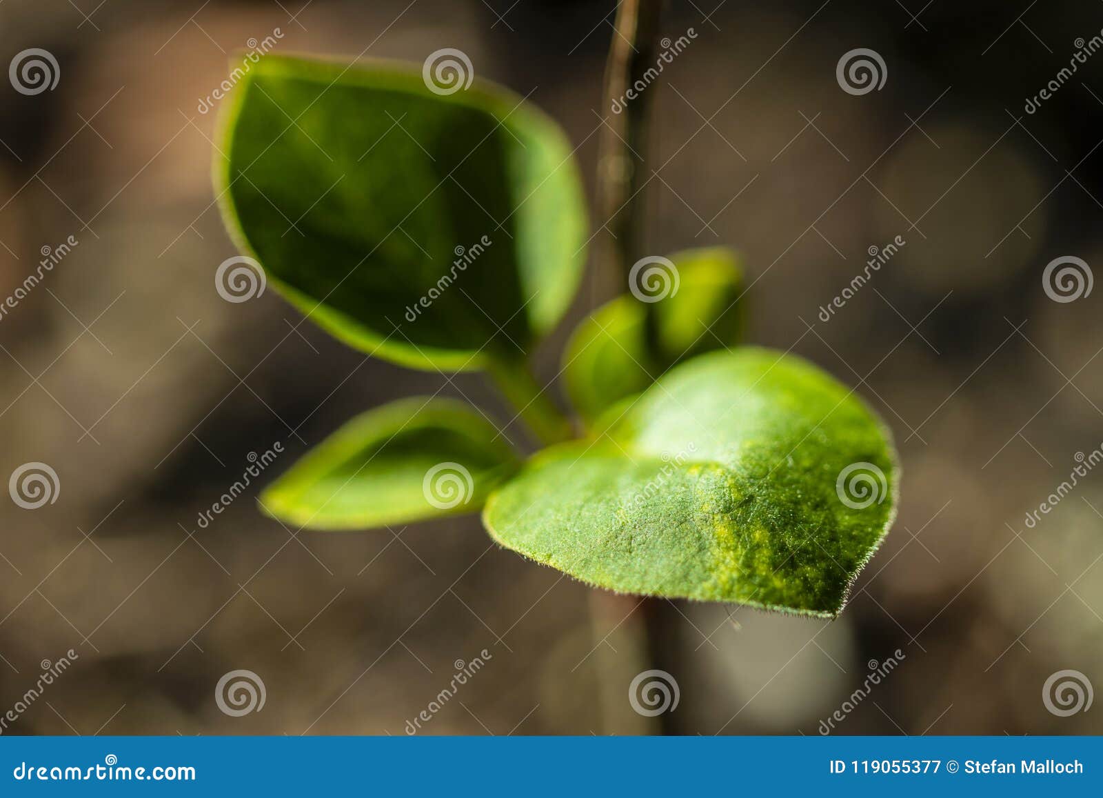 A Small Budding Plant Close Up Stock Image - Image of close, healing ...