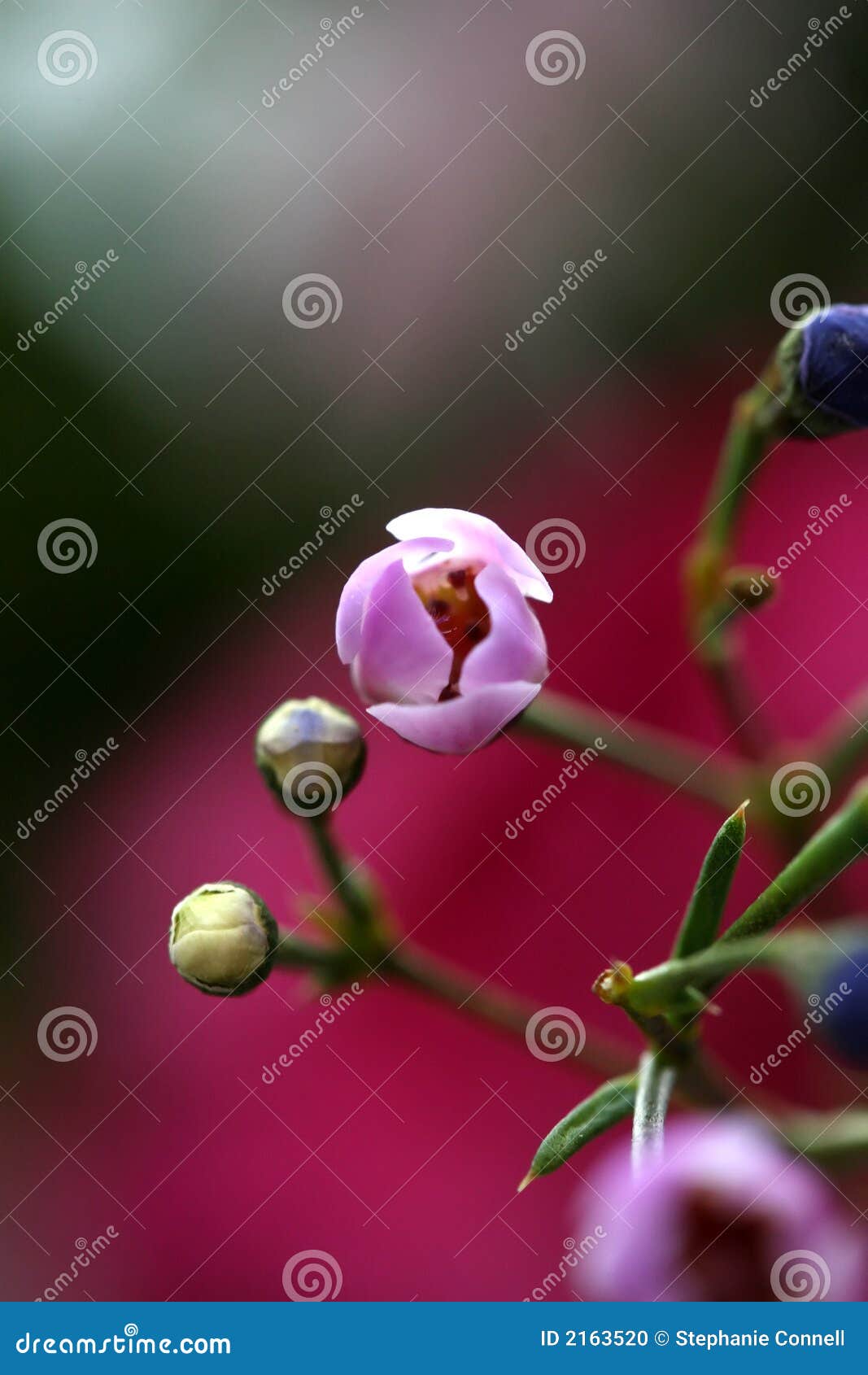 Small Buds stock photo. Image of color, silky, feminine - 2163520
