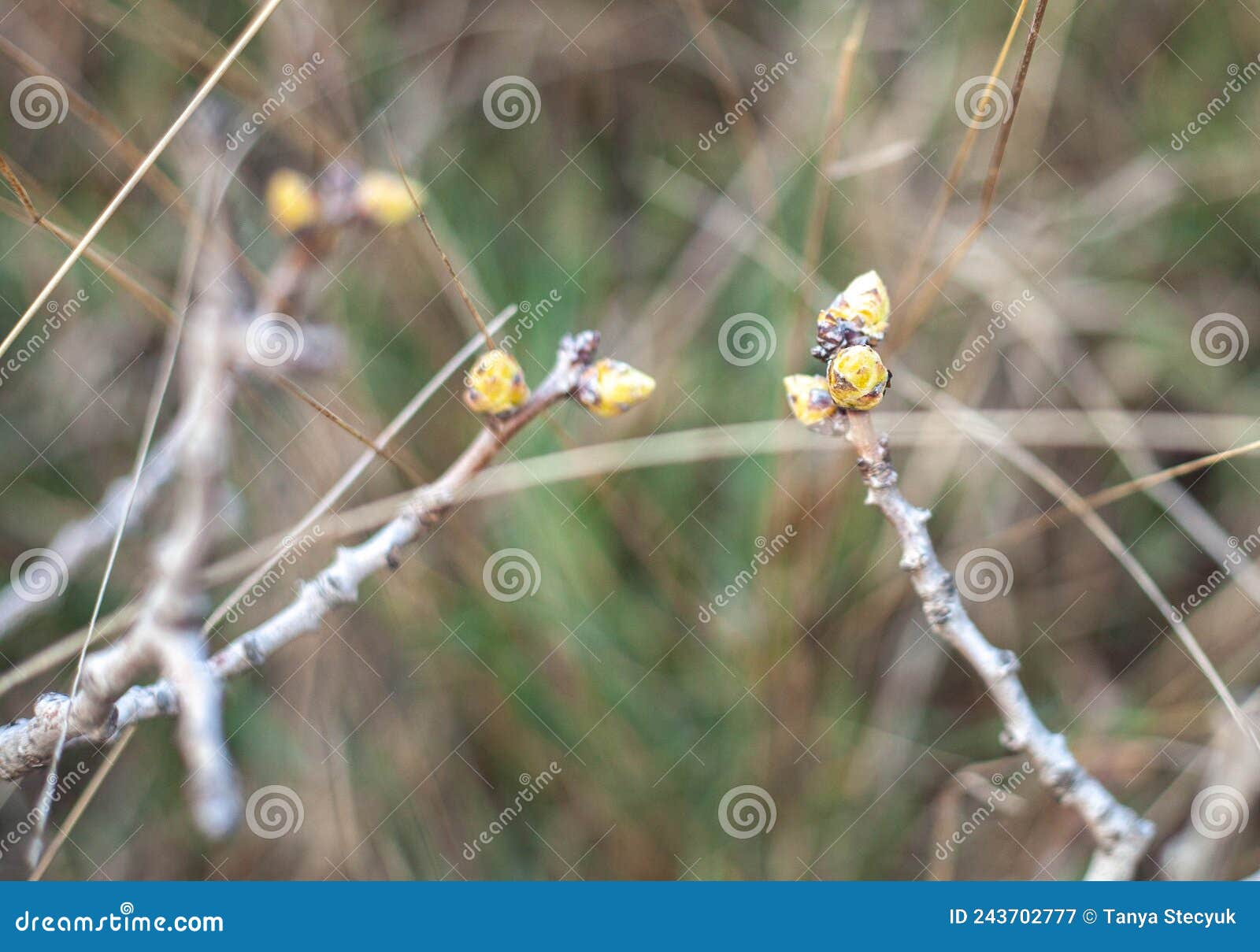 Small Buds And Flowers Of The Dutchman's Britches Or Dutchman's ...