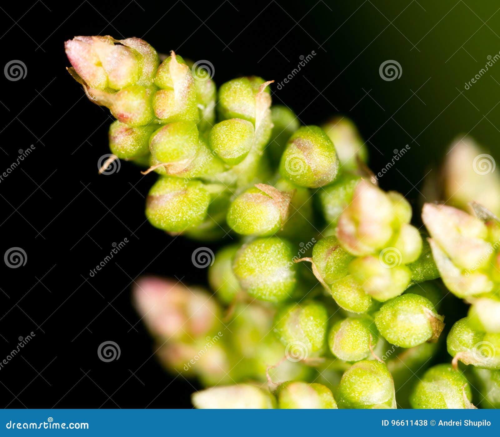 Small Buds of Flowers in Nature Stock Photo - Image of nature, flowers ...