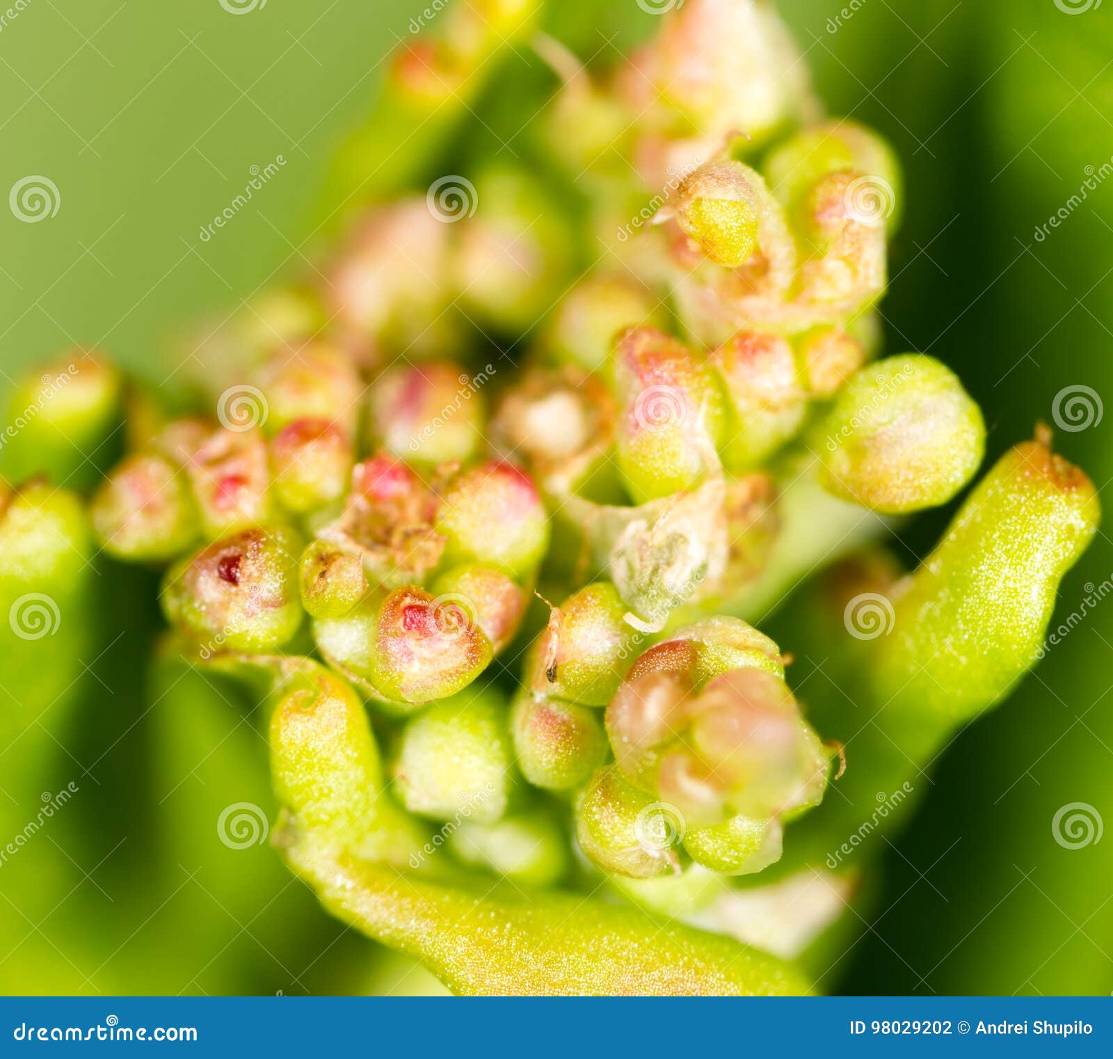 Small Buds of Flowers in Nature Stock Photo - Image of flower, green ...