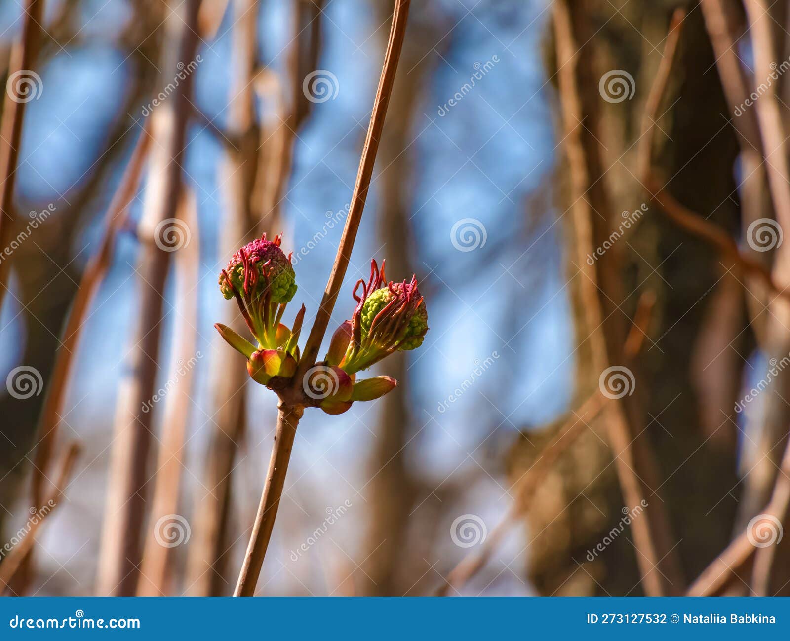 Small Buds of Sambucus Racemosa in Early Spring Time Stock Photo ...