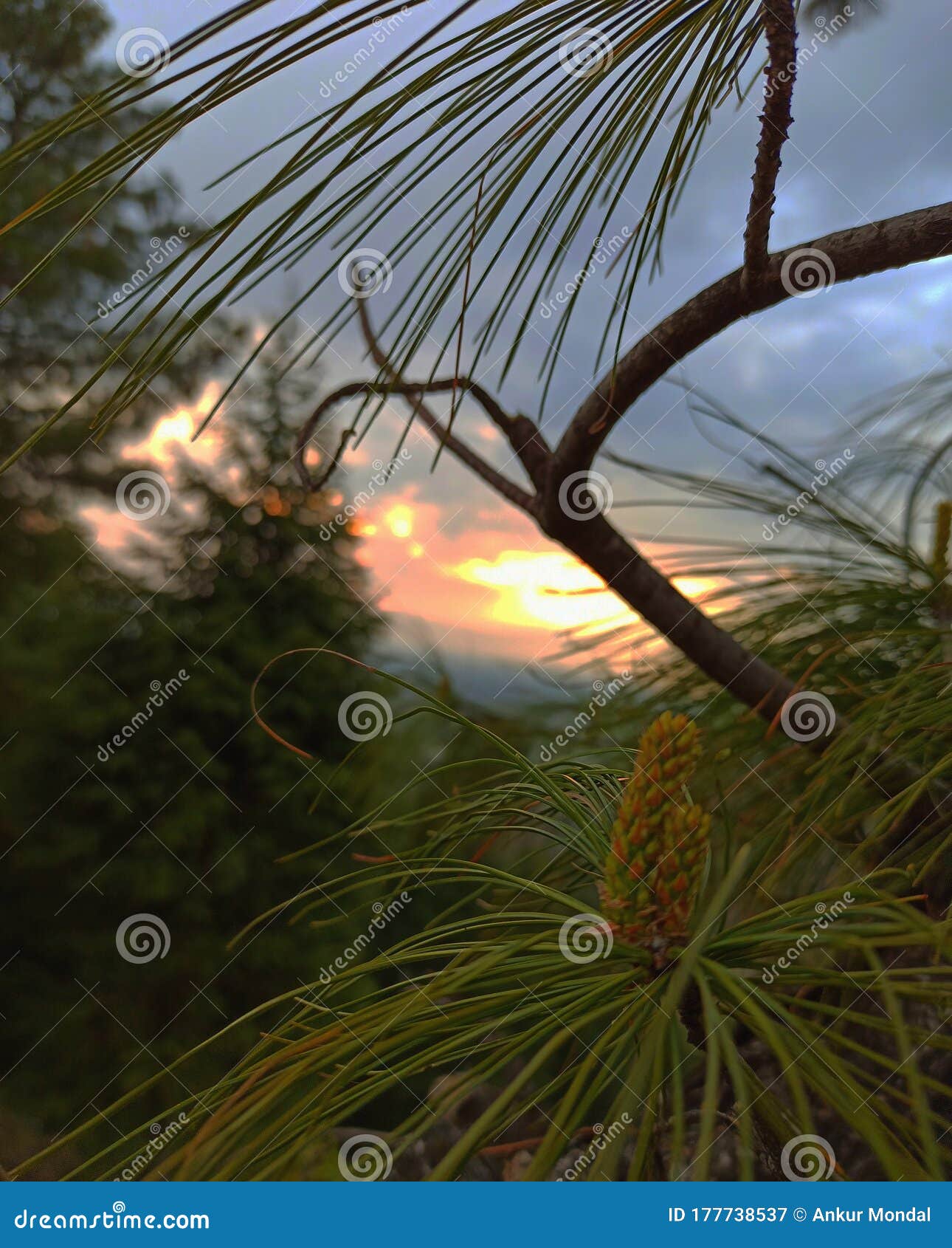 Small Buds on Tree and Sunset in the Background Stock Image - Image of ...