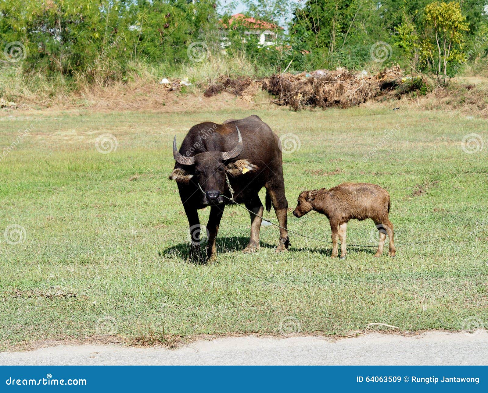 Small Buffalo with His Mother Standing on Green Grass Stock Image ...