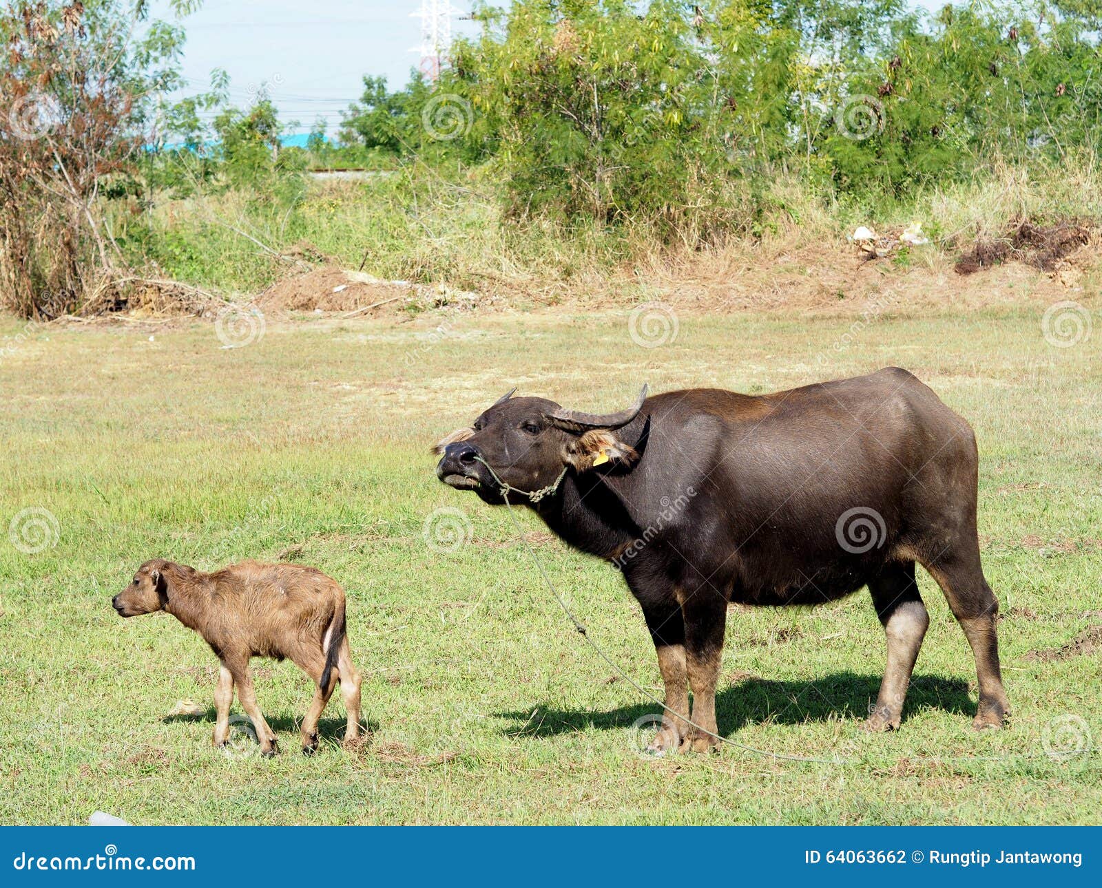 Small Buffalo with His Mother Standing on Green Grass Stock Photo ...