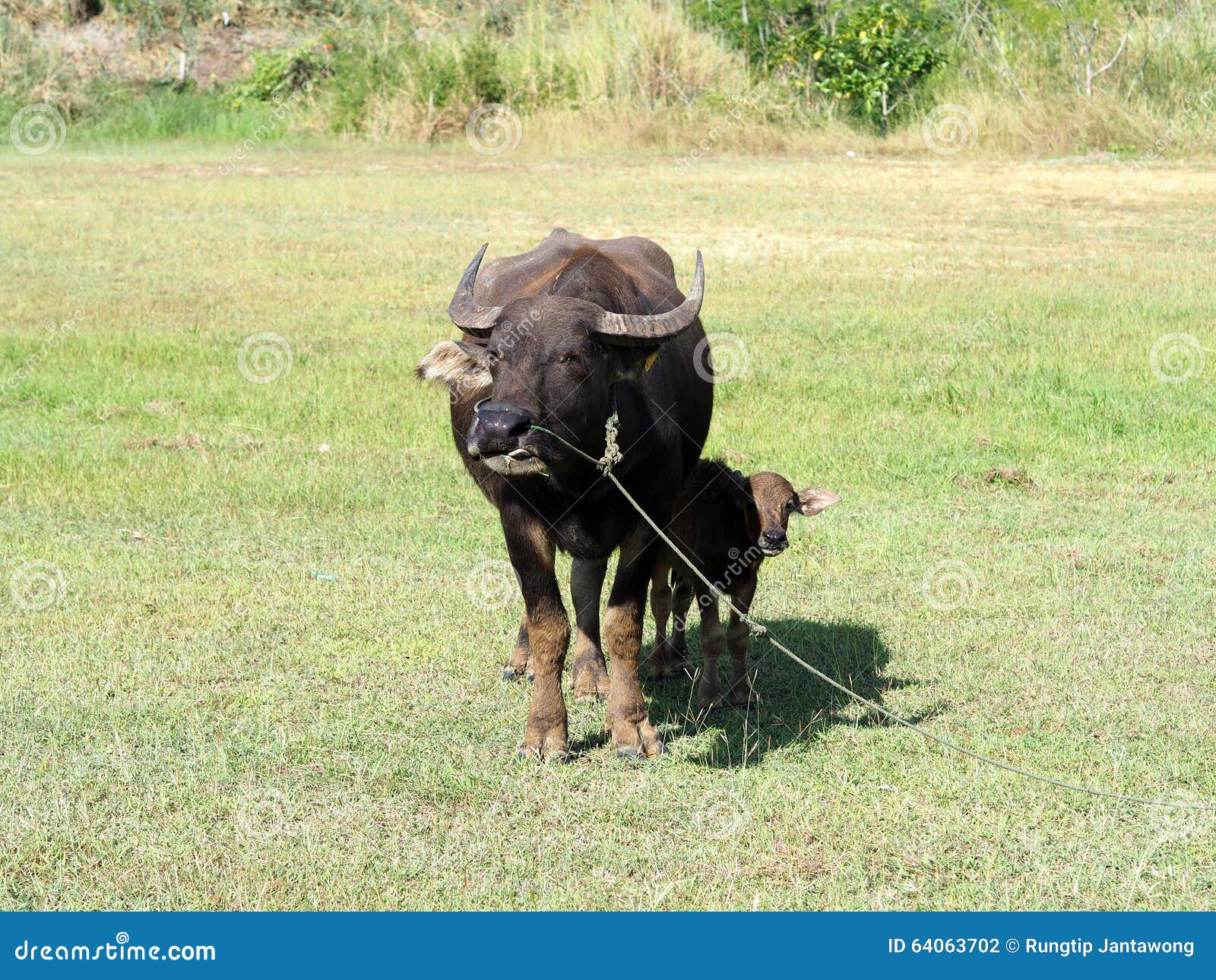 Small Buffalo with His Mother Standing on Green Grass Stock Photo ...